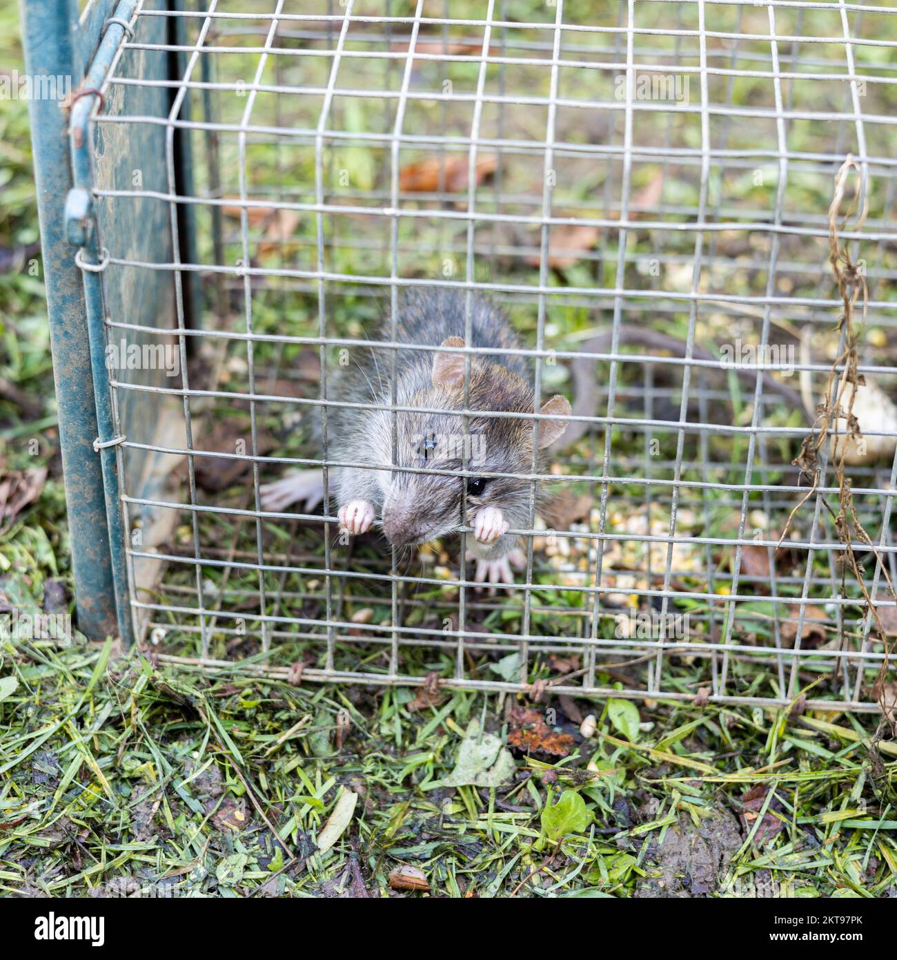 living rat trapped in an iron cage Stock Photo - Alamy