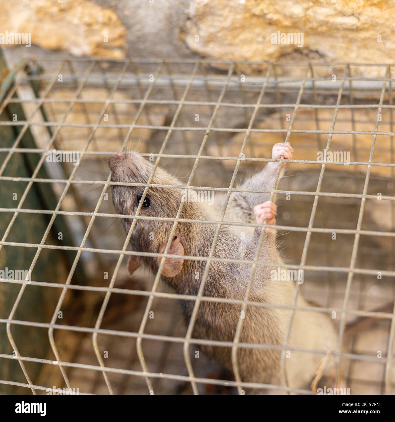 living rat trapped in an iron cage Stock Photo - Alamy