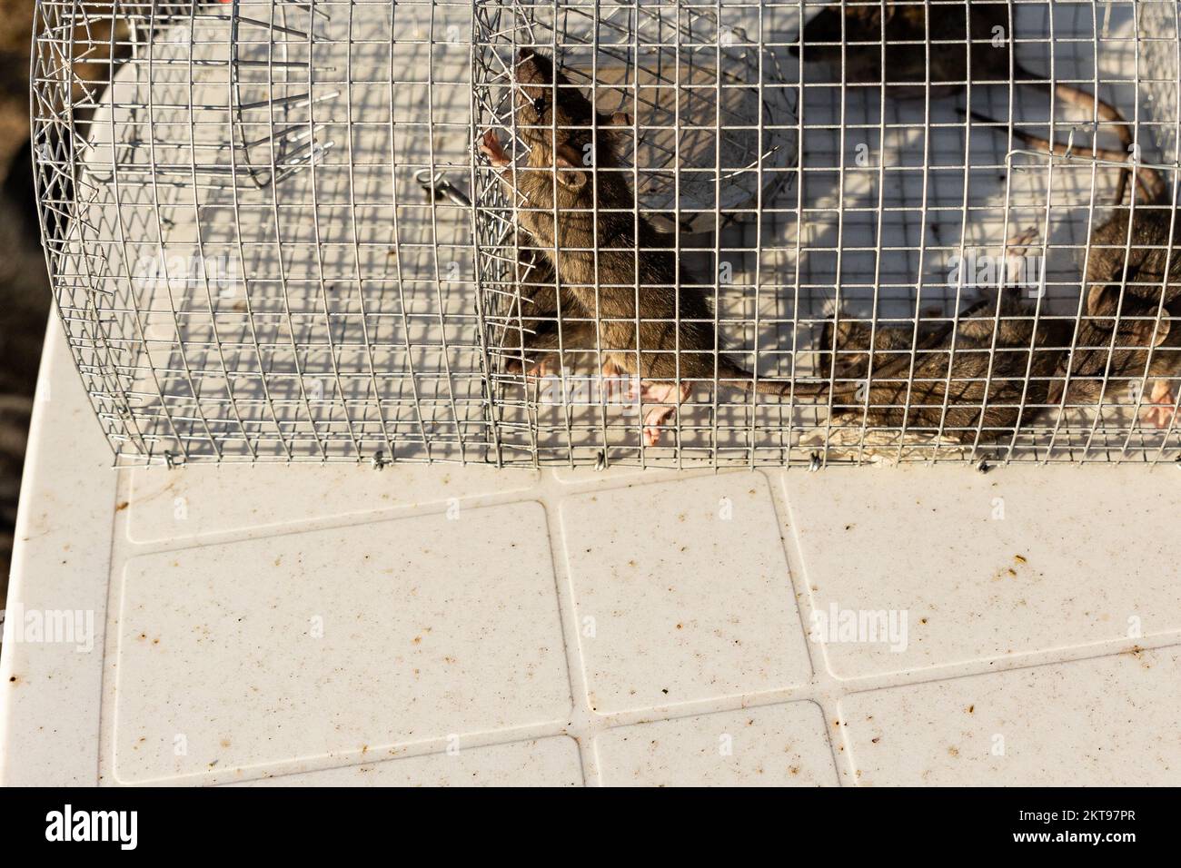 young rats living trapped in an iron cage Stock Photo - Alamy