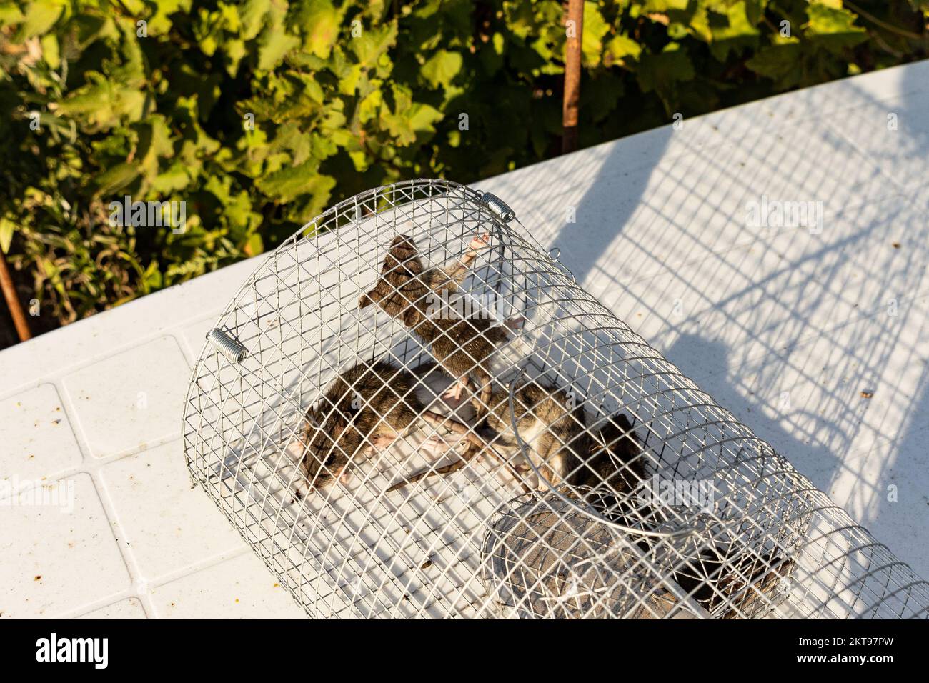 young rats living trapped in an iron cage Stock Photo - Alamy