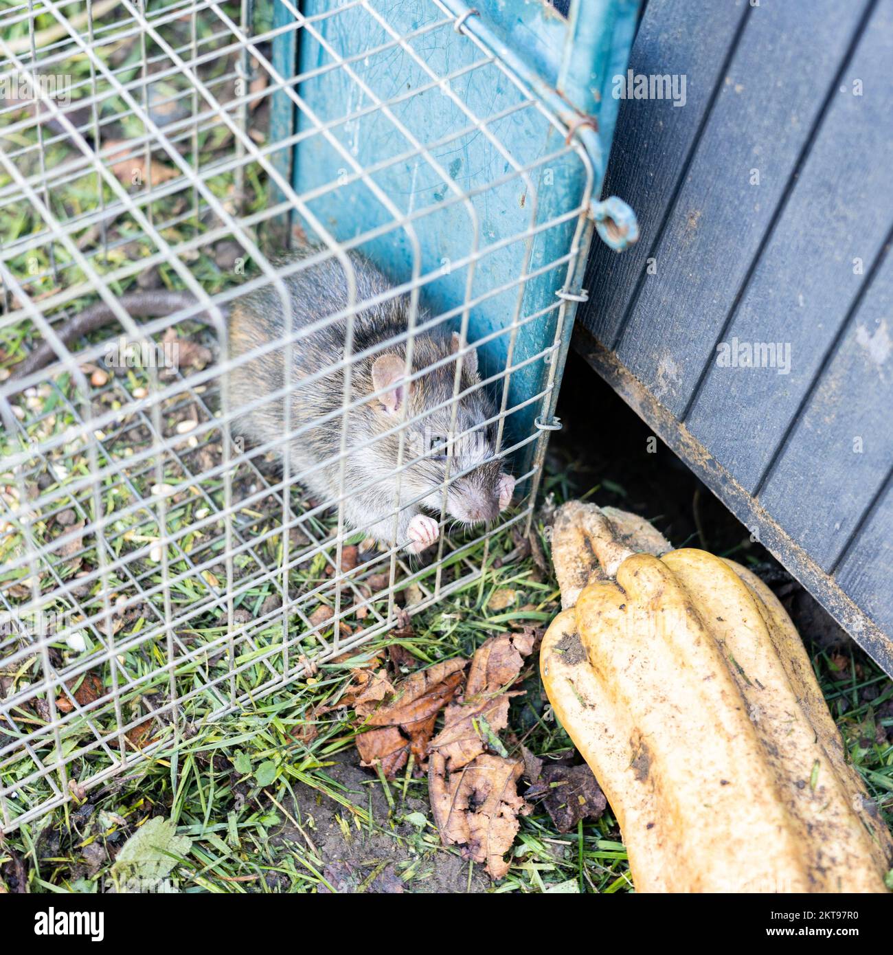 living rat trapped in an iron cage Stock Photo - Alamy