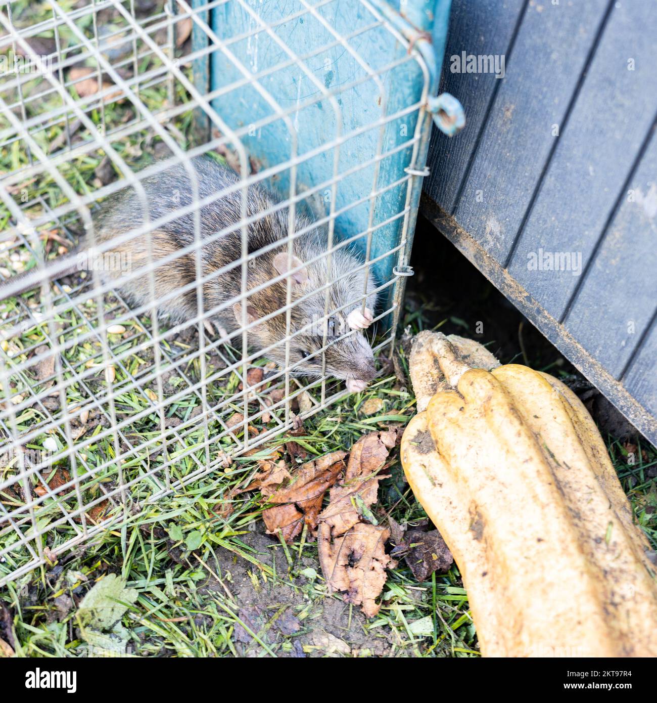 living rat trapped in an iron cage Stock Photo - Alamy