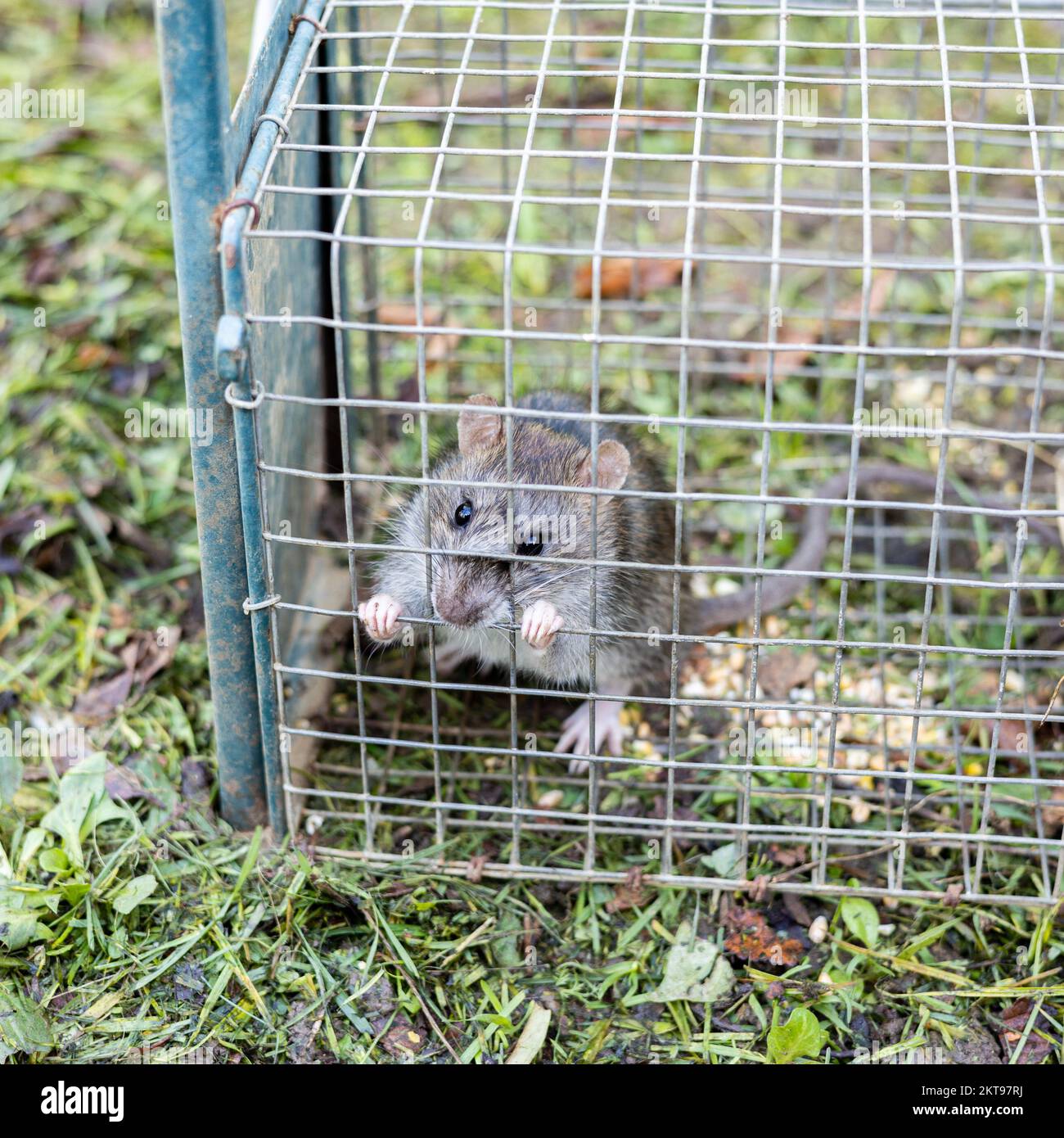 living rat trapped in an iron cage Stock Photo - Alamy