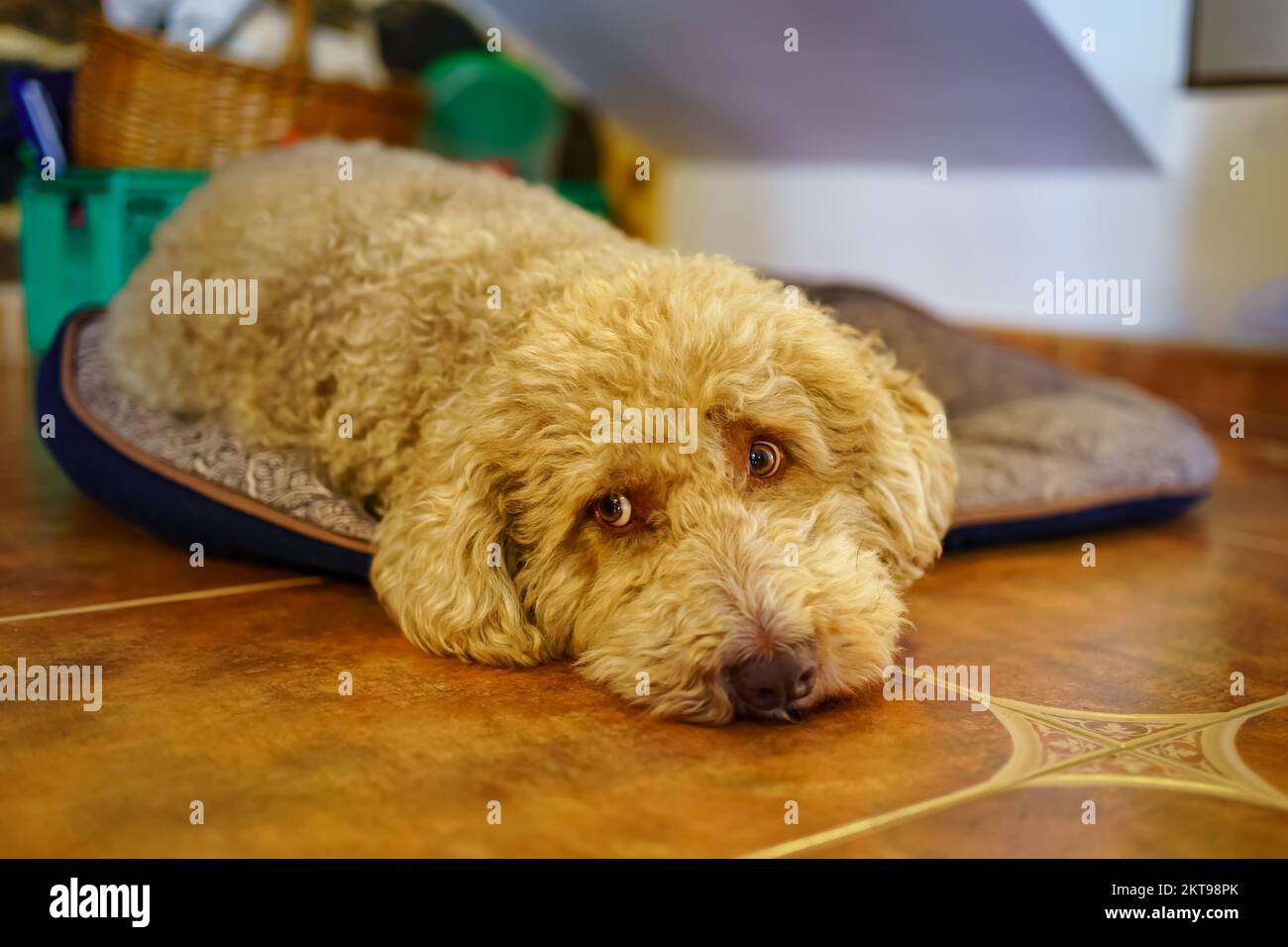 Irish water spaniel dog lying on the floor in a relaxed way inside the ...