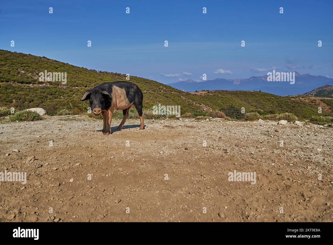 domesticated pig on Corsica standing in front of mountainous landscape ...