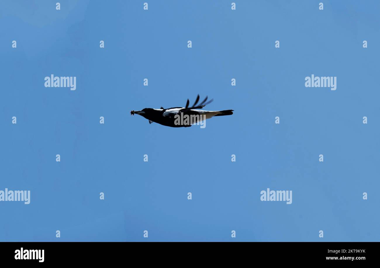 An Australian Magpie (Gymnorhina tibicen) catches a prey in Sydney, NSW ...