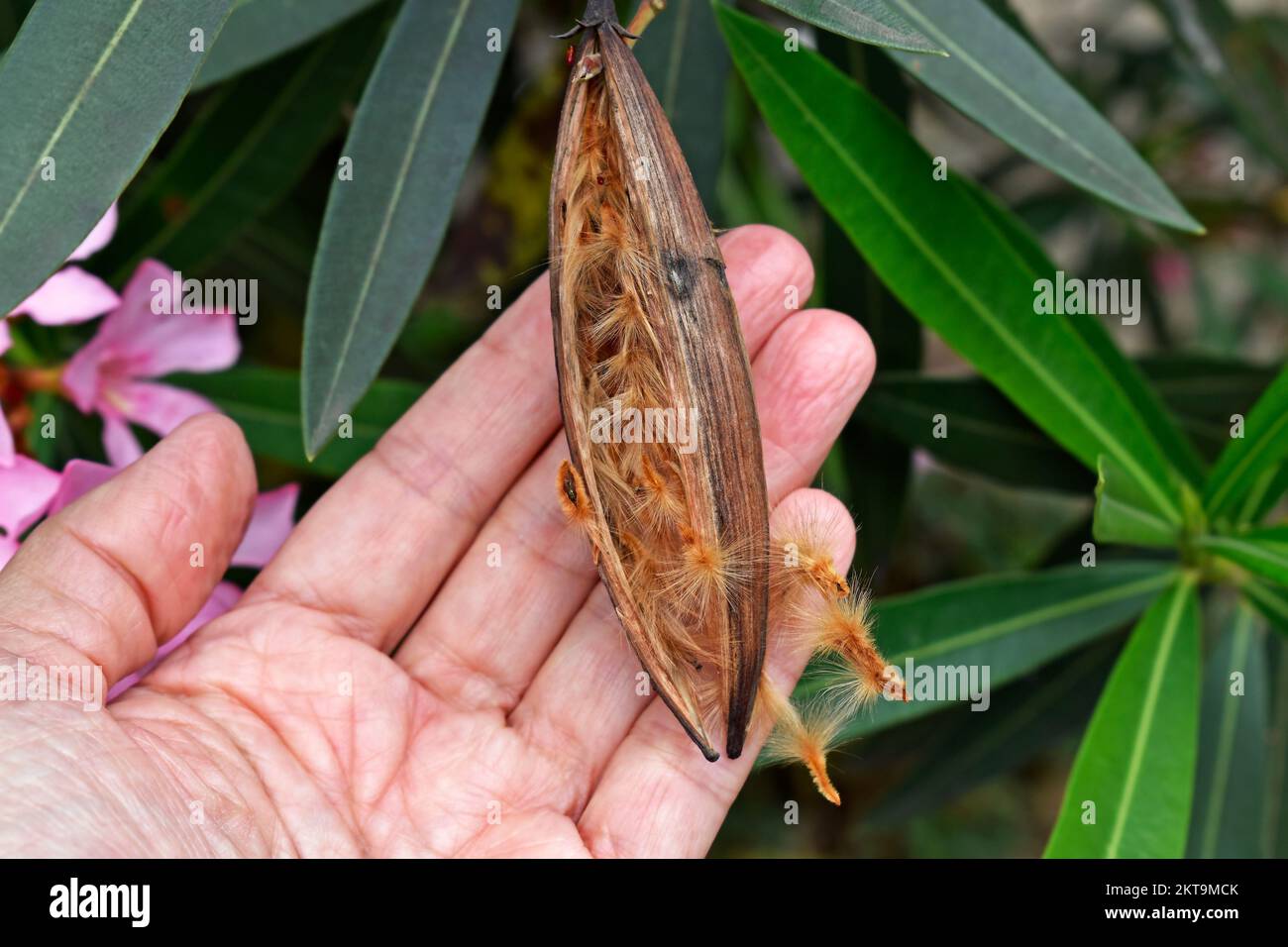 Pink oleander seeds (Nerium oleander) on hand Stock Photo - Alamy