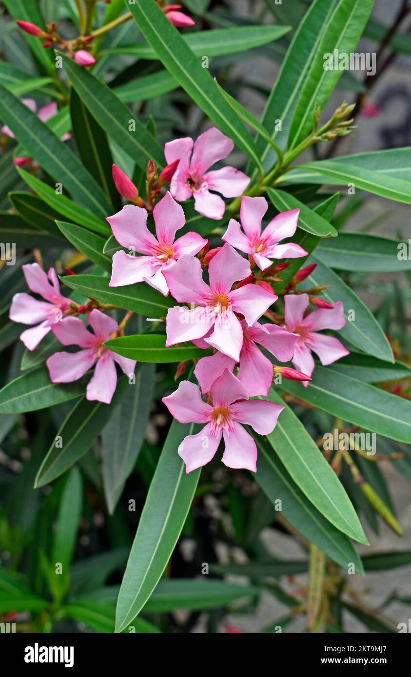 Pink oleander flowers (Nerium oleander) on garden Stock Photo - Alamy