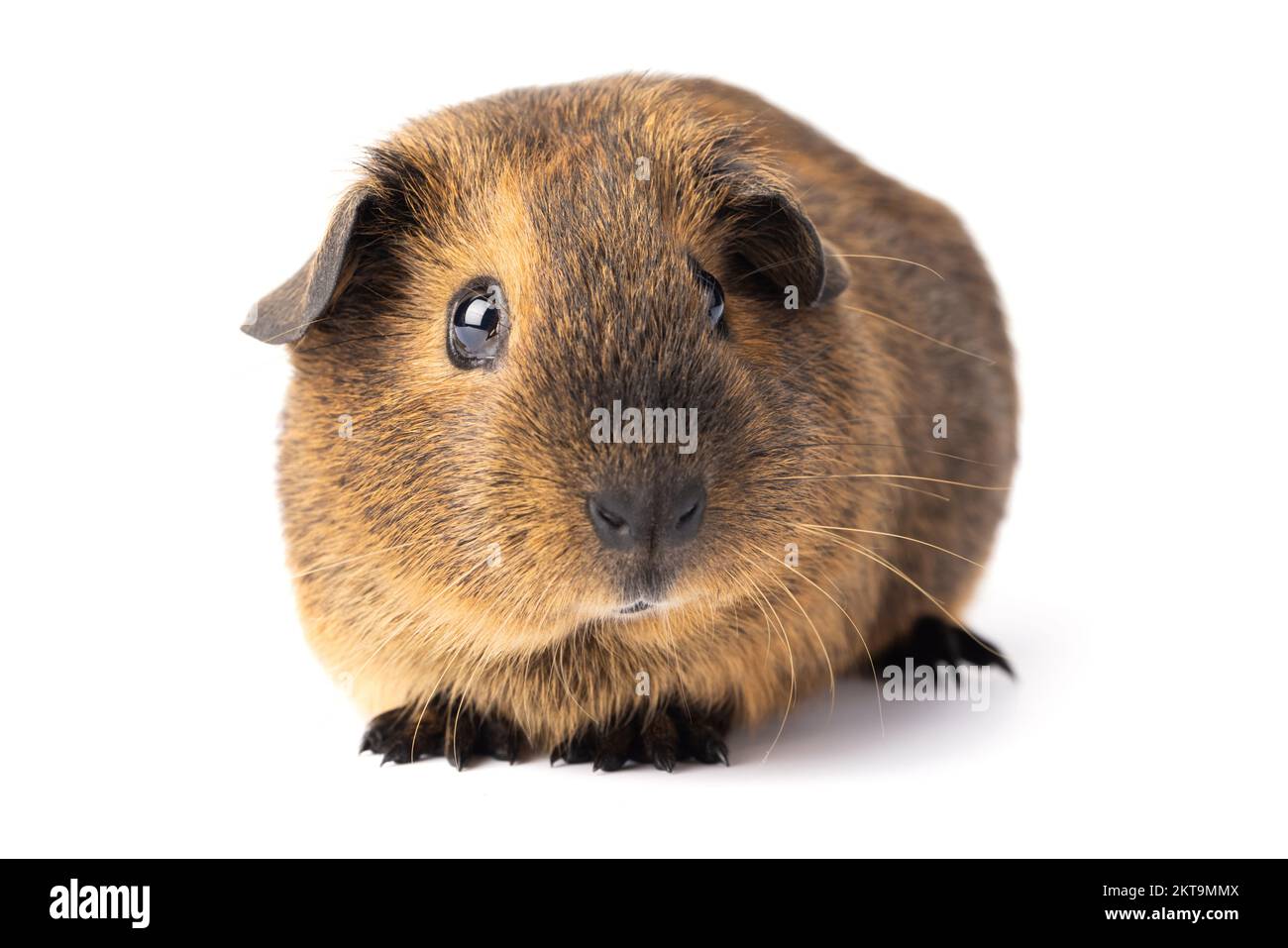 Cute little brown guinea pig isolated on white background. Domestic ...