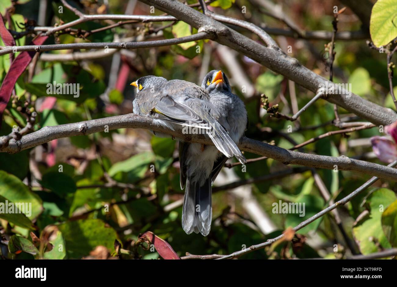Two juvenile Australian Noisy Miners (Manorina melanocephala) perching ...