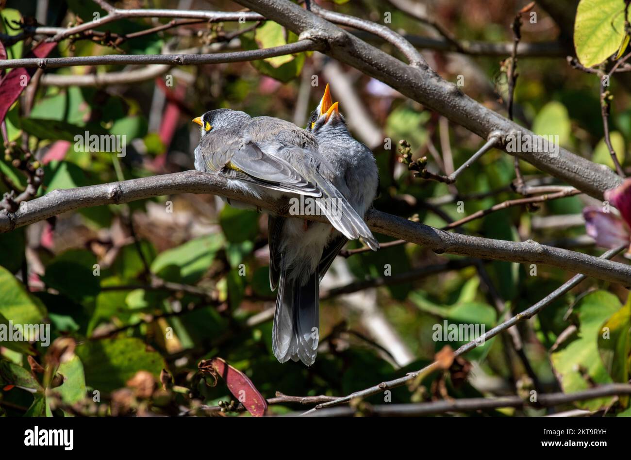 Two juvenile Australian Noisy Miners (Manorina melanocephala) perching ...
