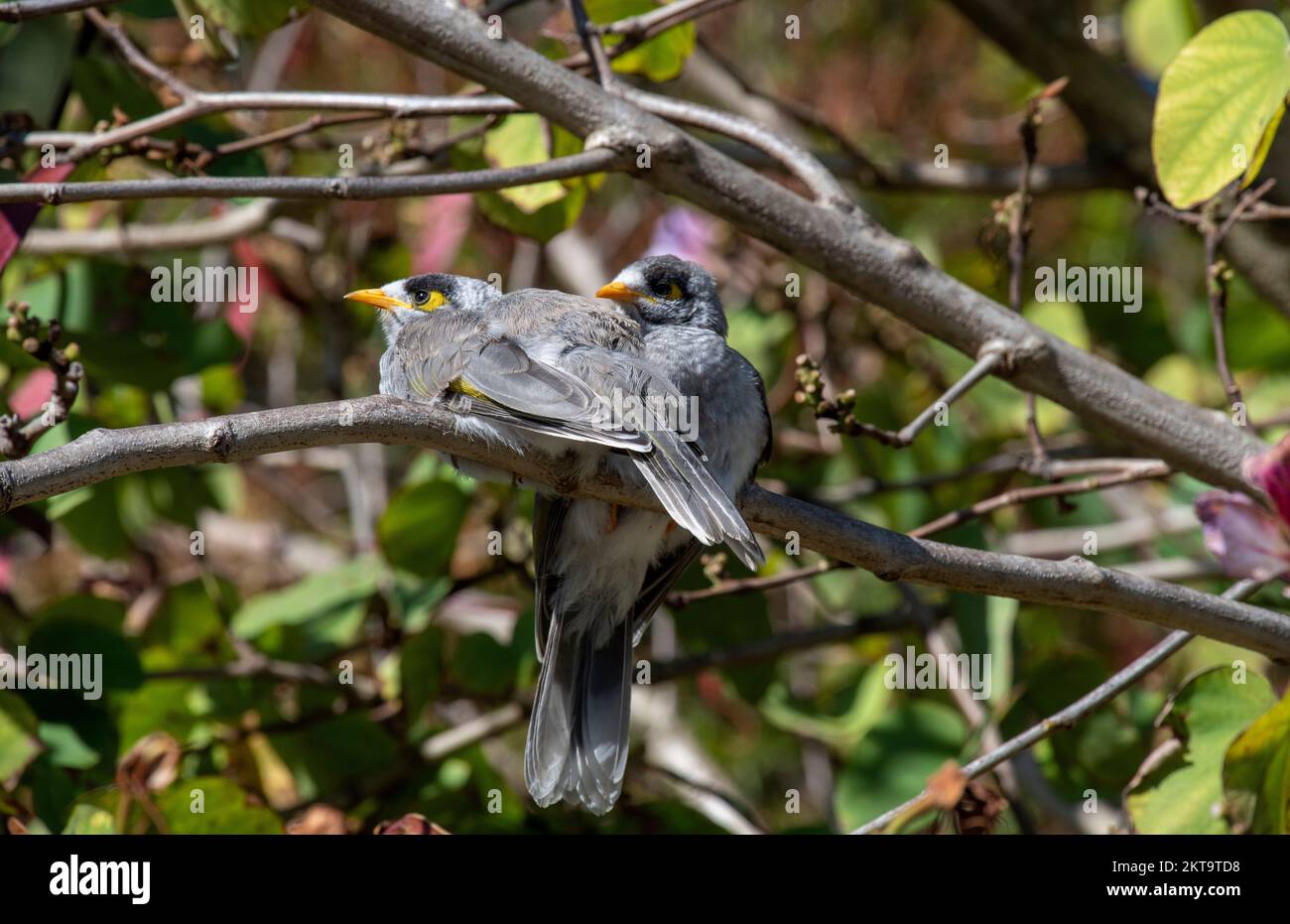 Two juvenile Australian Noisy Miners (Manorina melanocephala) perching ...