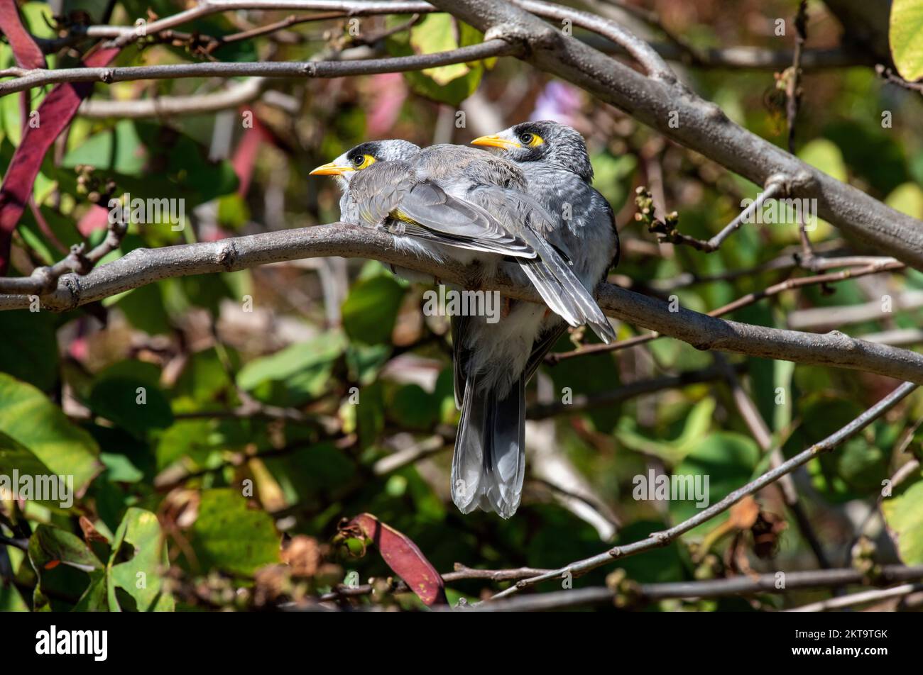 Two juvenile Australian Noisy Miners (Manorina melanocephala) perching ...