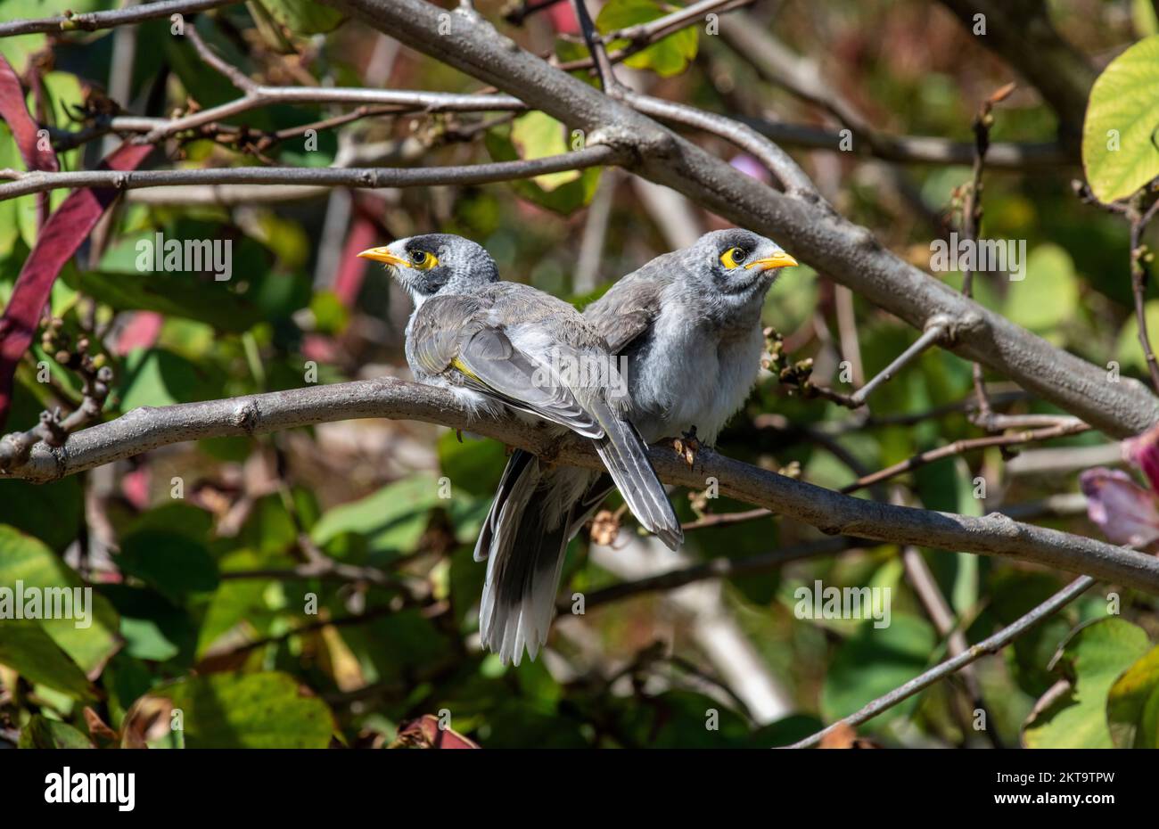 Two juvenile Australian Noisy Miners (Manorina melanocephala) perching ...
