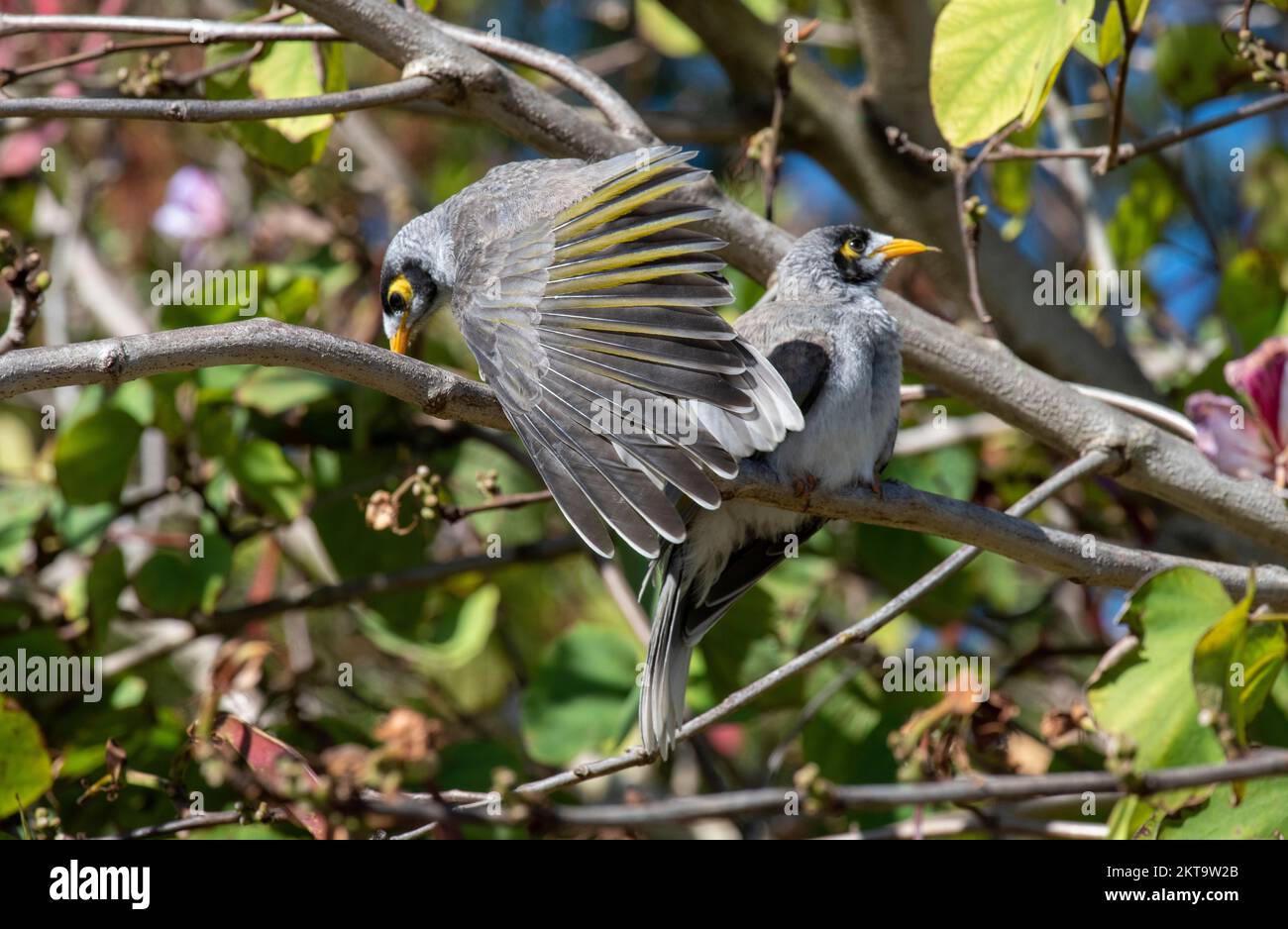 Two juvenile Australian Noisy Miners (Manorina melanocephala) perching ...