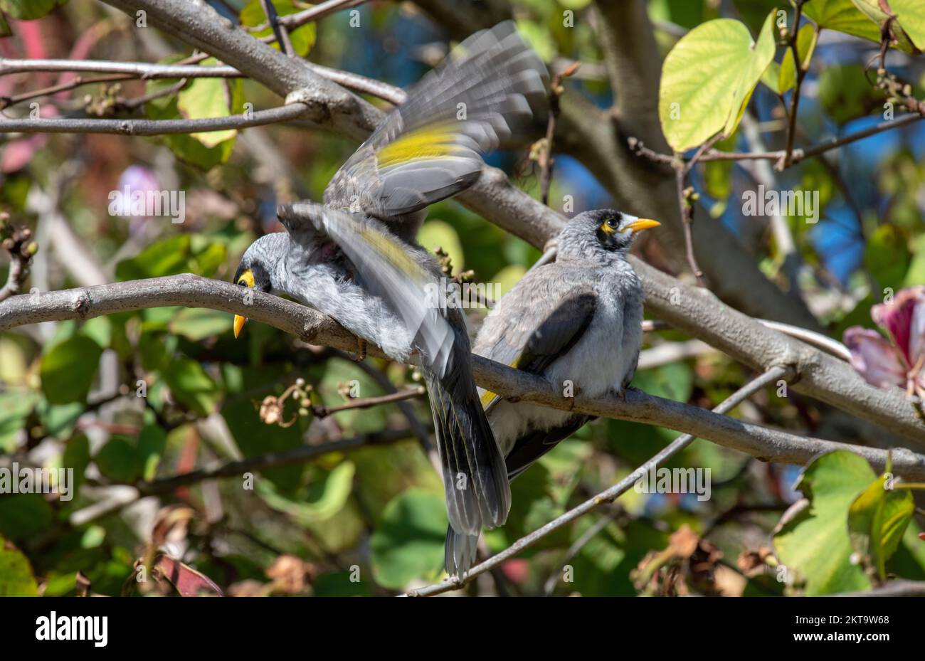 Two juvenile Australian Noisy Miners (Manorina melanocephala) perching ...