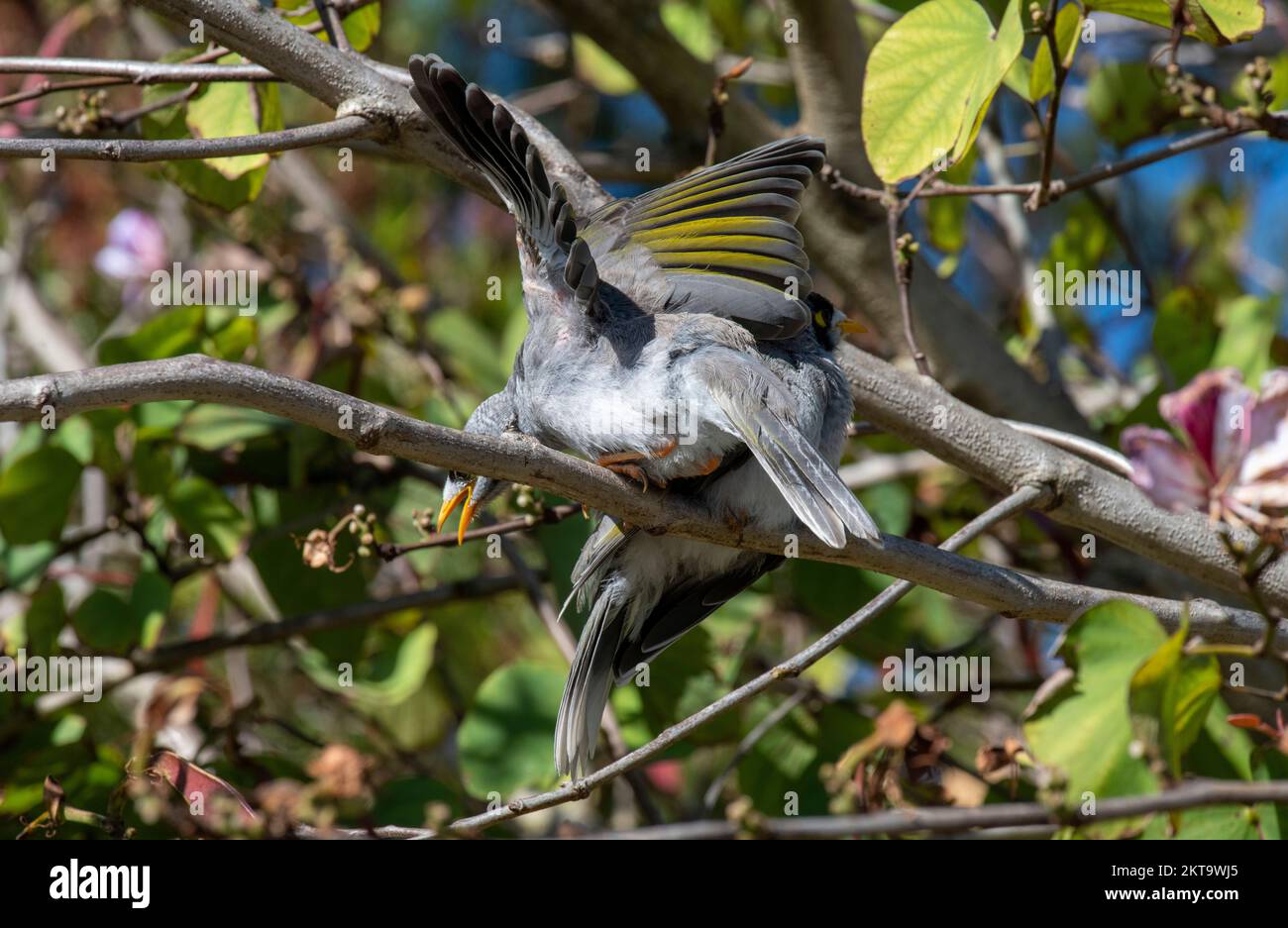 Two juvenile Australian Noisy Miners (Manorina melanocephala) perching ...