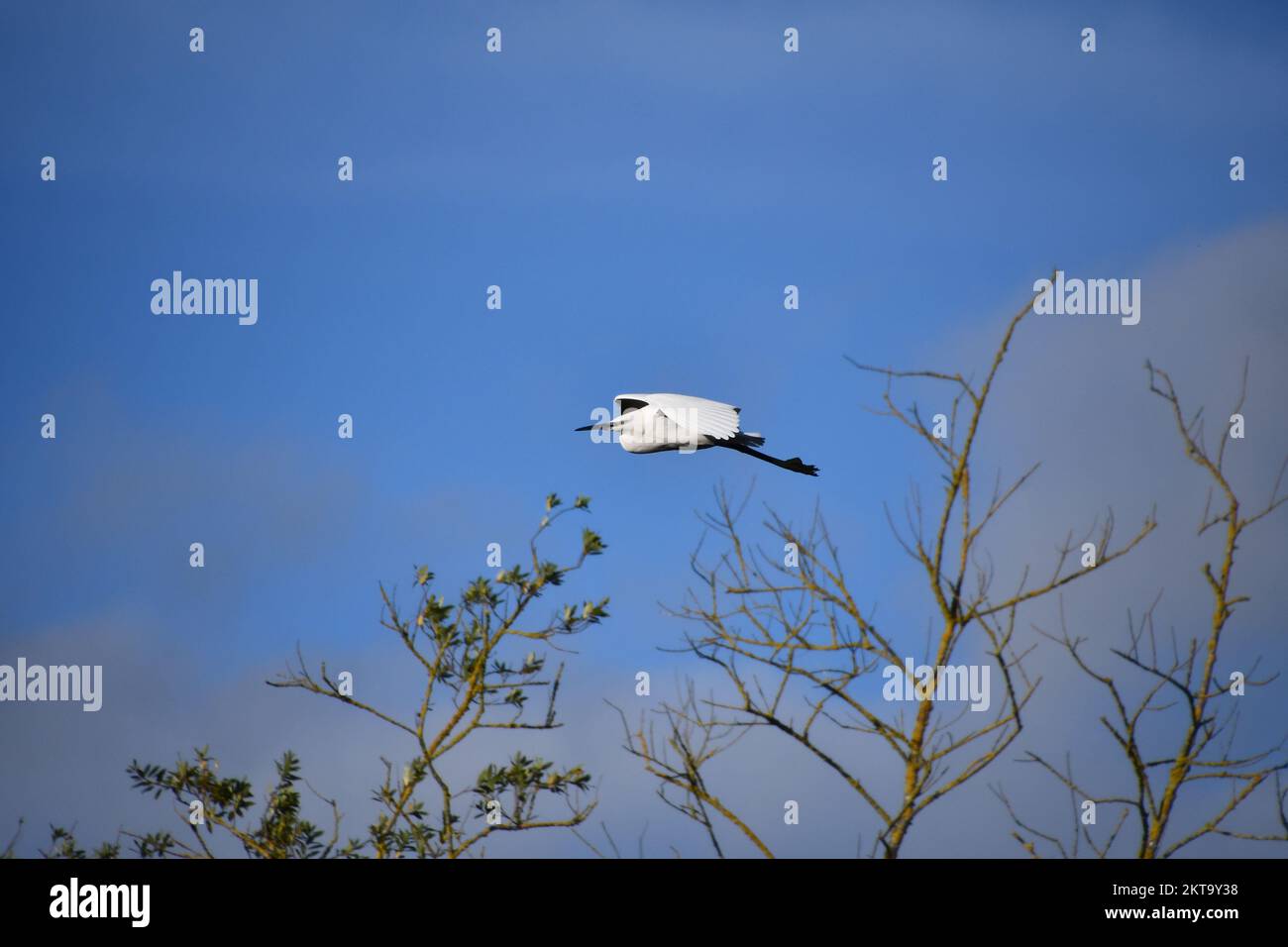 White egret, Kilkenny, Ireland Stock Photo - Alamy
