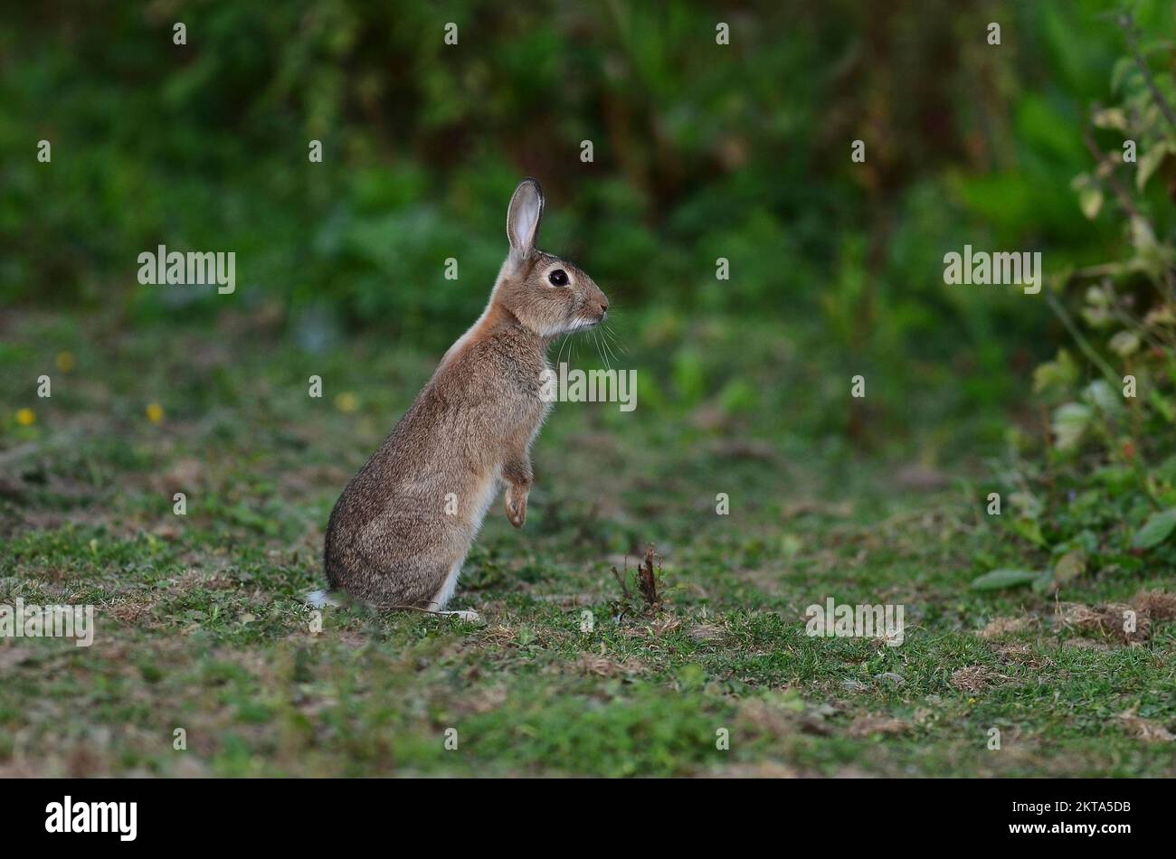 Oryctloagus cuniculus hi-res stock photography and images - Alamy