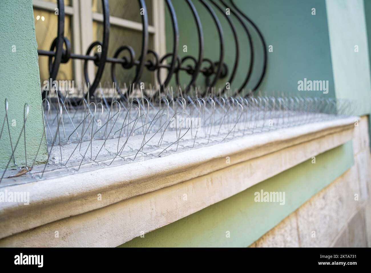 Anti-birds spikes on a window, stainless steel pigeon deterrent Stock ...