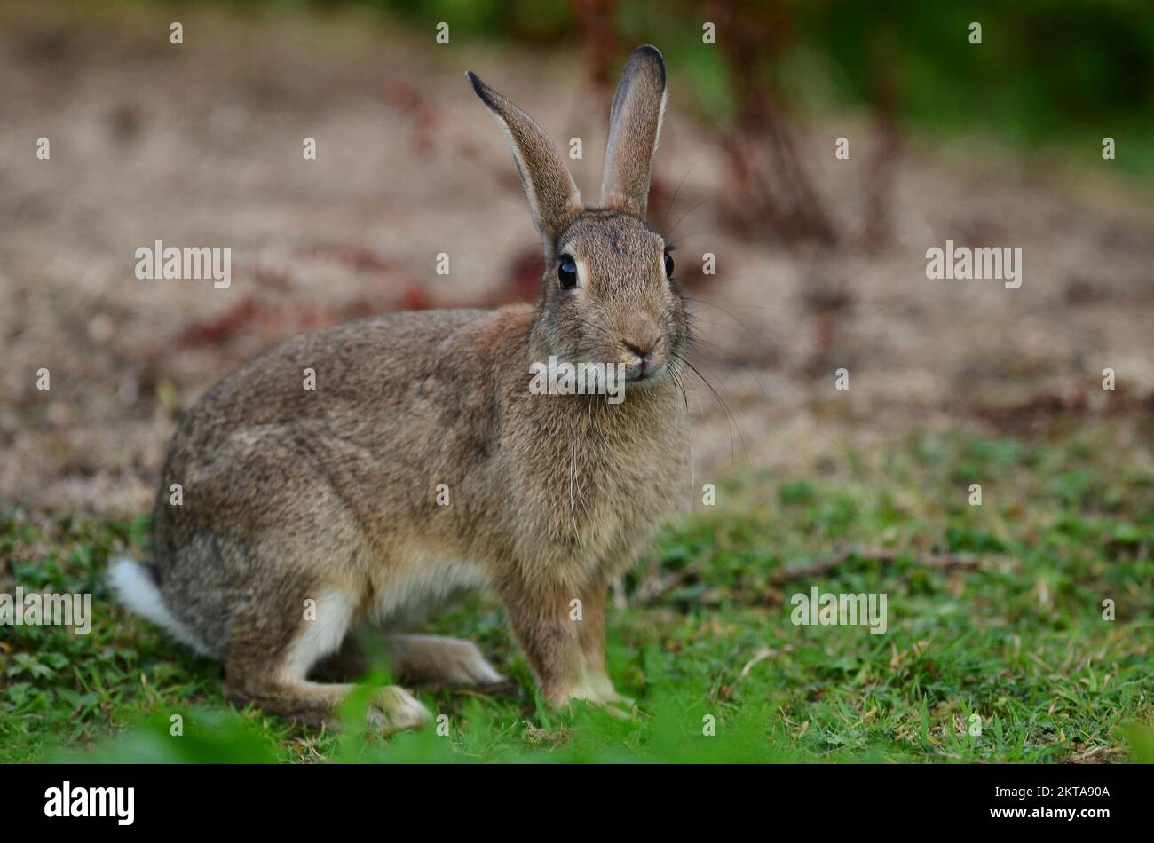 Rabbit oryctolagus cuniculus Stock Photo - Alamy