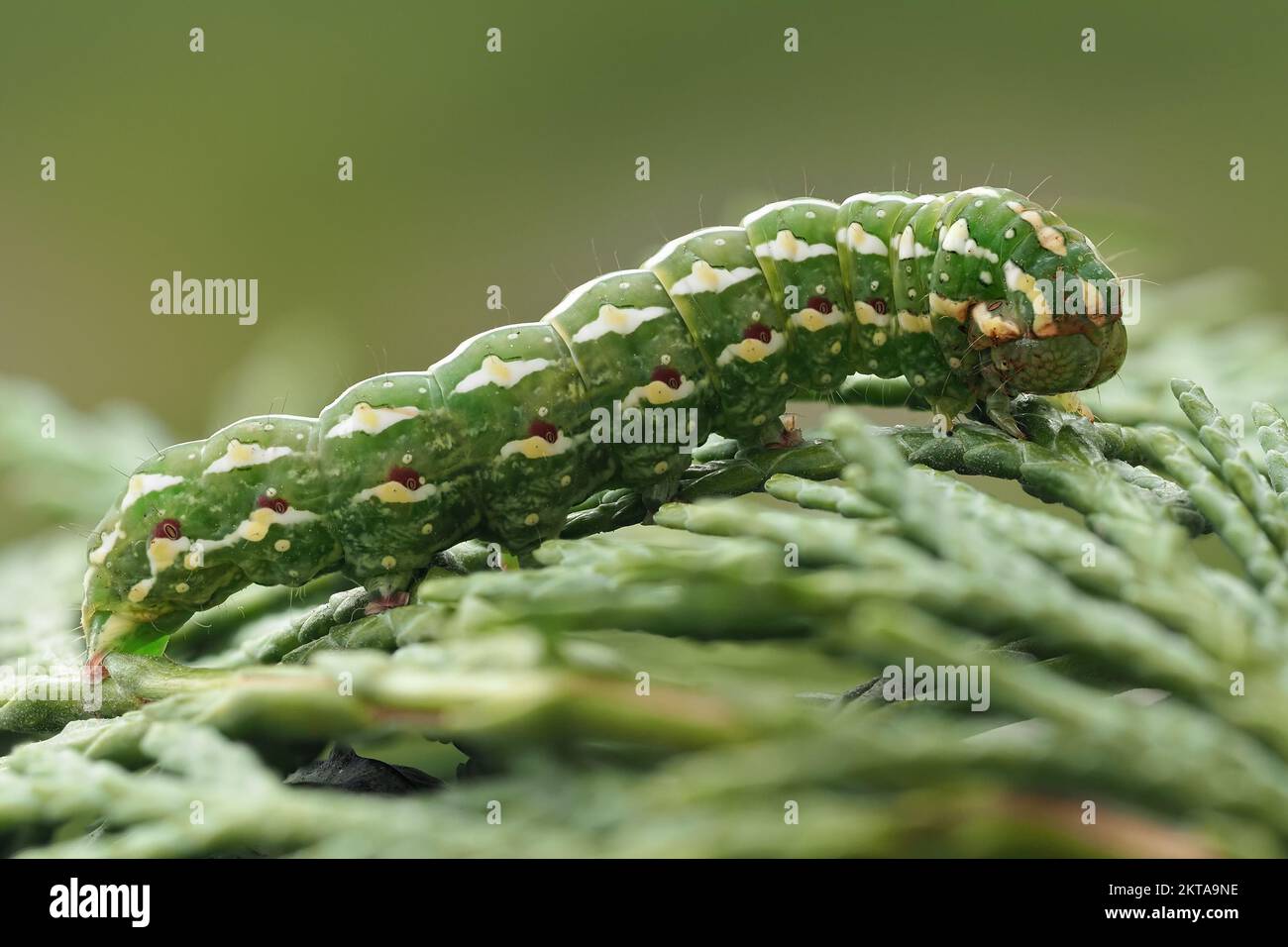 Blair's Shoulder-knot moth caterpillar (Lithophane leautieri) crawling ...