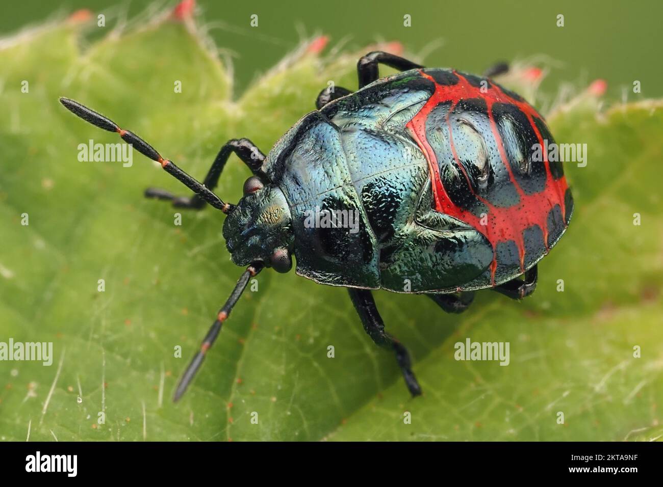 Blue Shieldbug final instar nymph (Zicrona caerulea) crawling on leaf ...