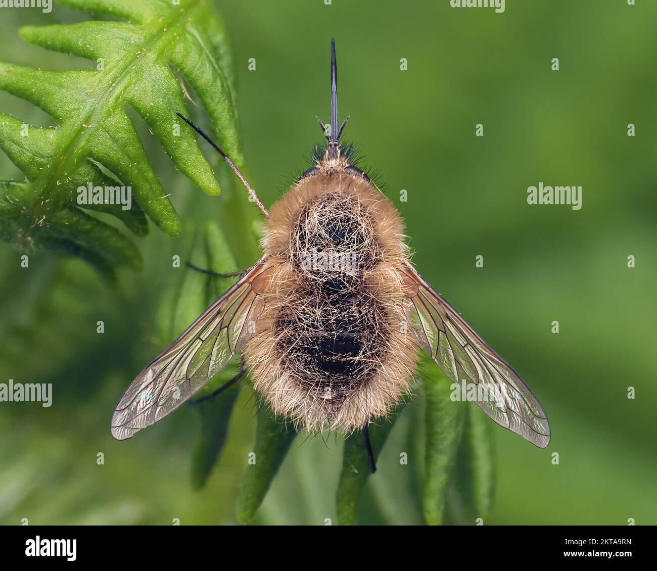 Dorsal view of a Western Bee-fly (Bombylius canescens) perched on fern ...