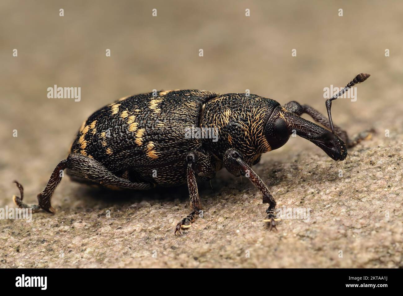 Large Pine Weevil (Hylobius abietis) crawling on rock. Tipperary ...