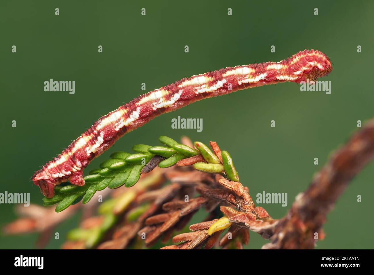 Narrow-winged Pug moth caterpillar (Eupithecia nanata). Tipperary ...