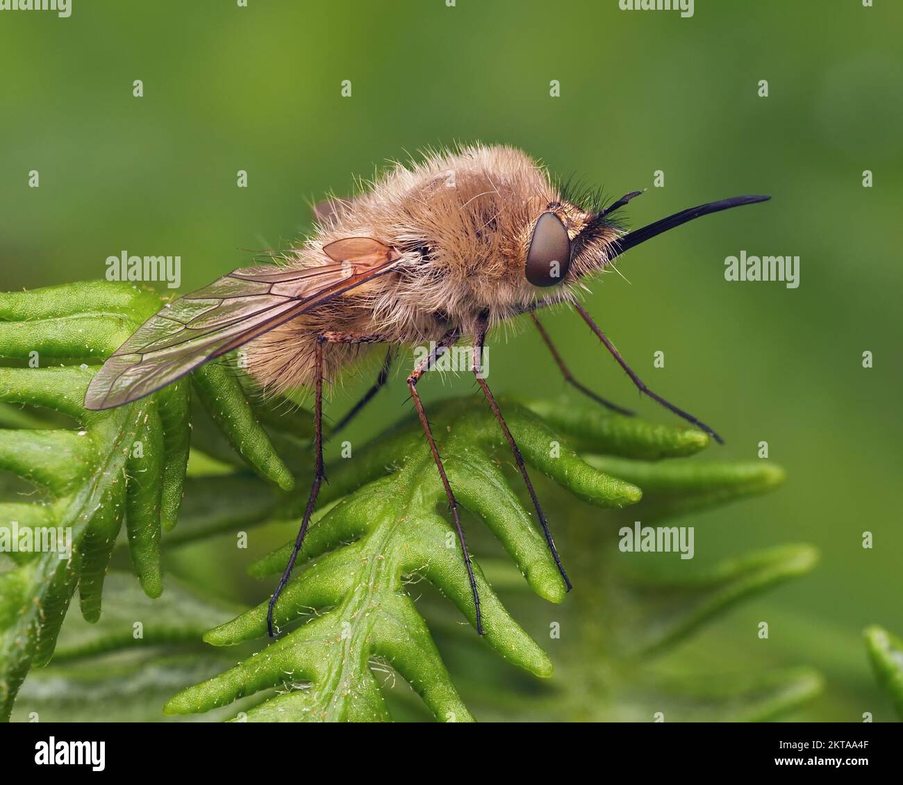 Western Bee-fly (Bombylius canescens) perched on fern. Tipperary ...
