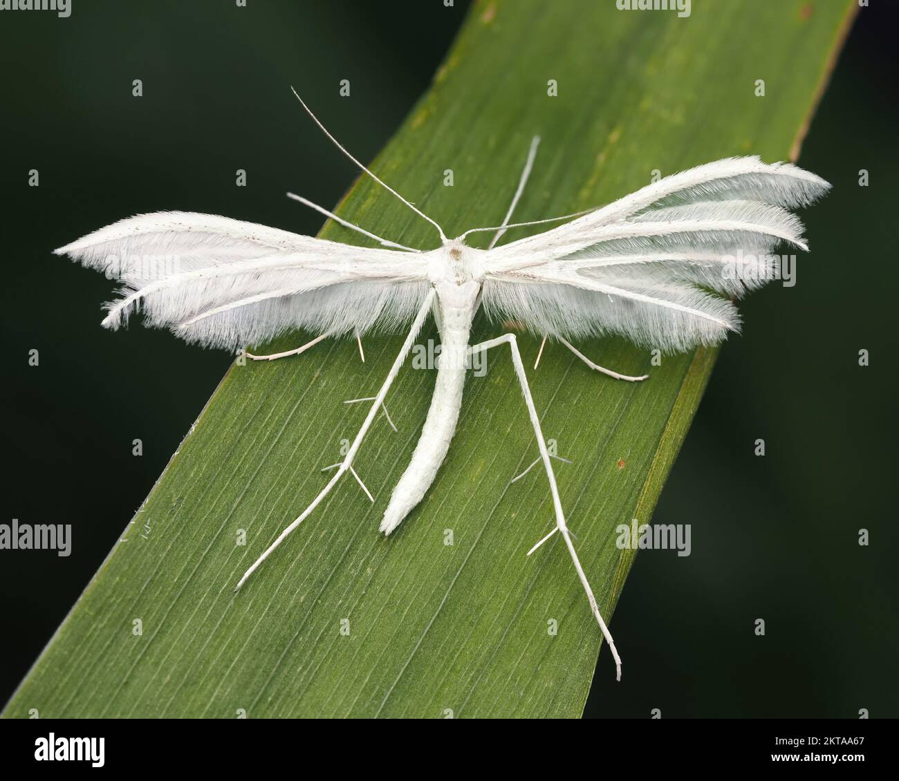 White Plume Moth (Pterophorus pentadactyla) resting on grass. Tipperary ...