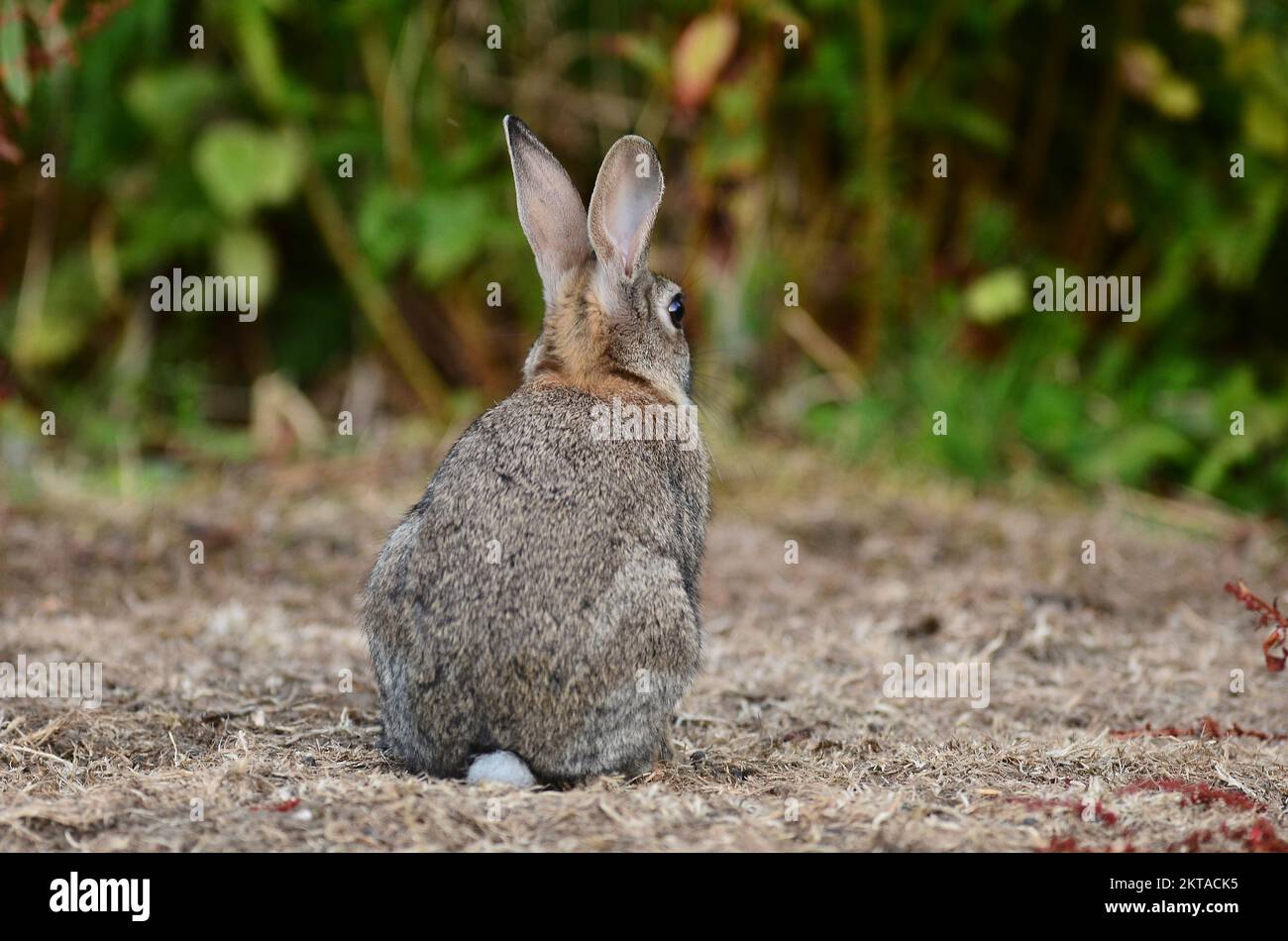 Rabbit oryctolagus cuniculus Stock Photo - Alamy