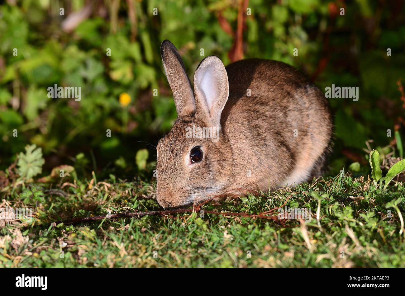 Rabbit oryctolagus cuniculus Stock Photo - Alamy
