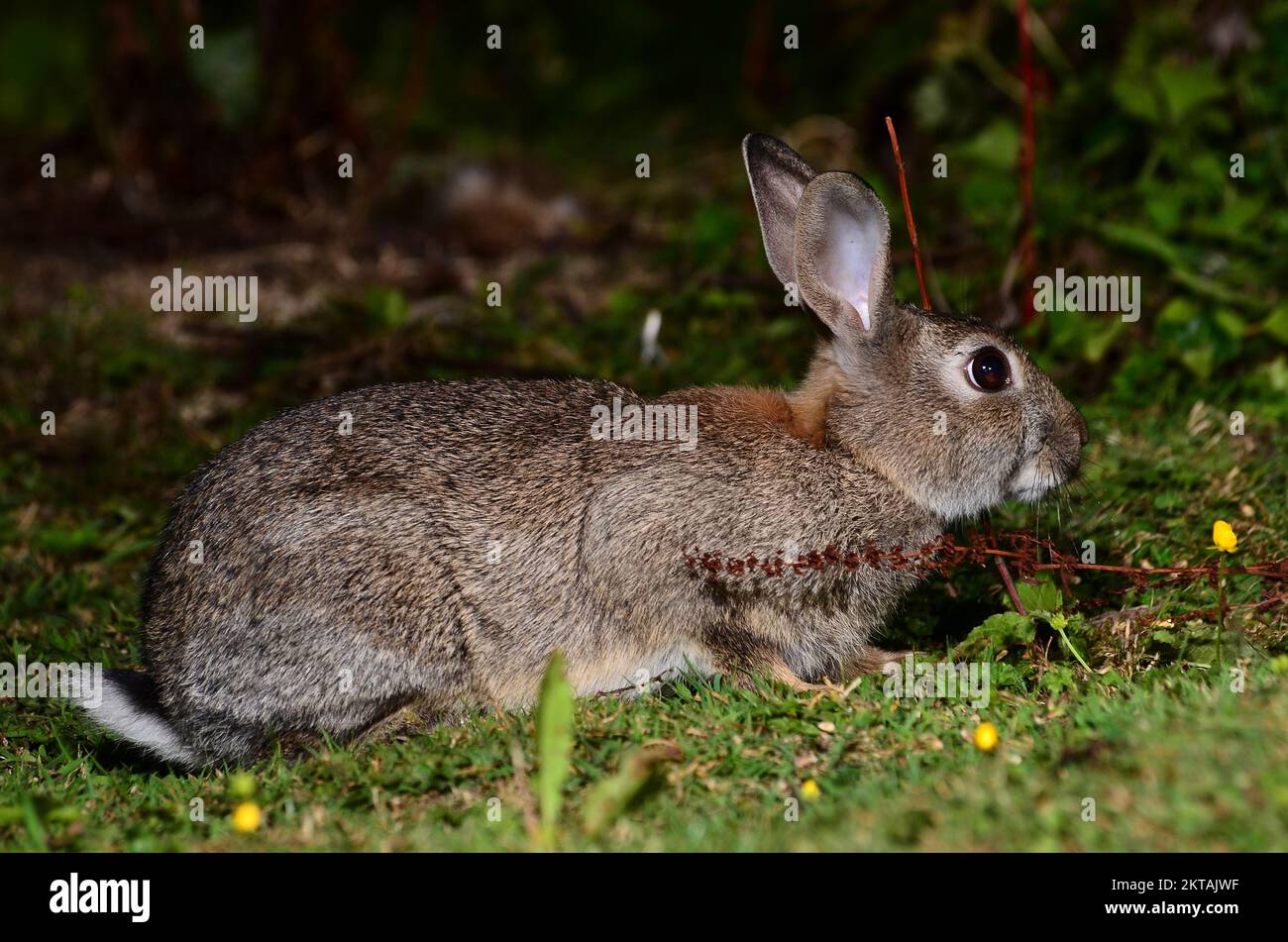 Oryctloagus cuniculus hi-res stock photography and images - Alamy
