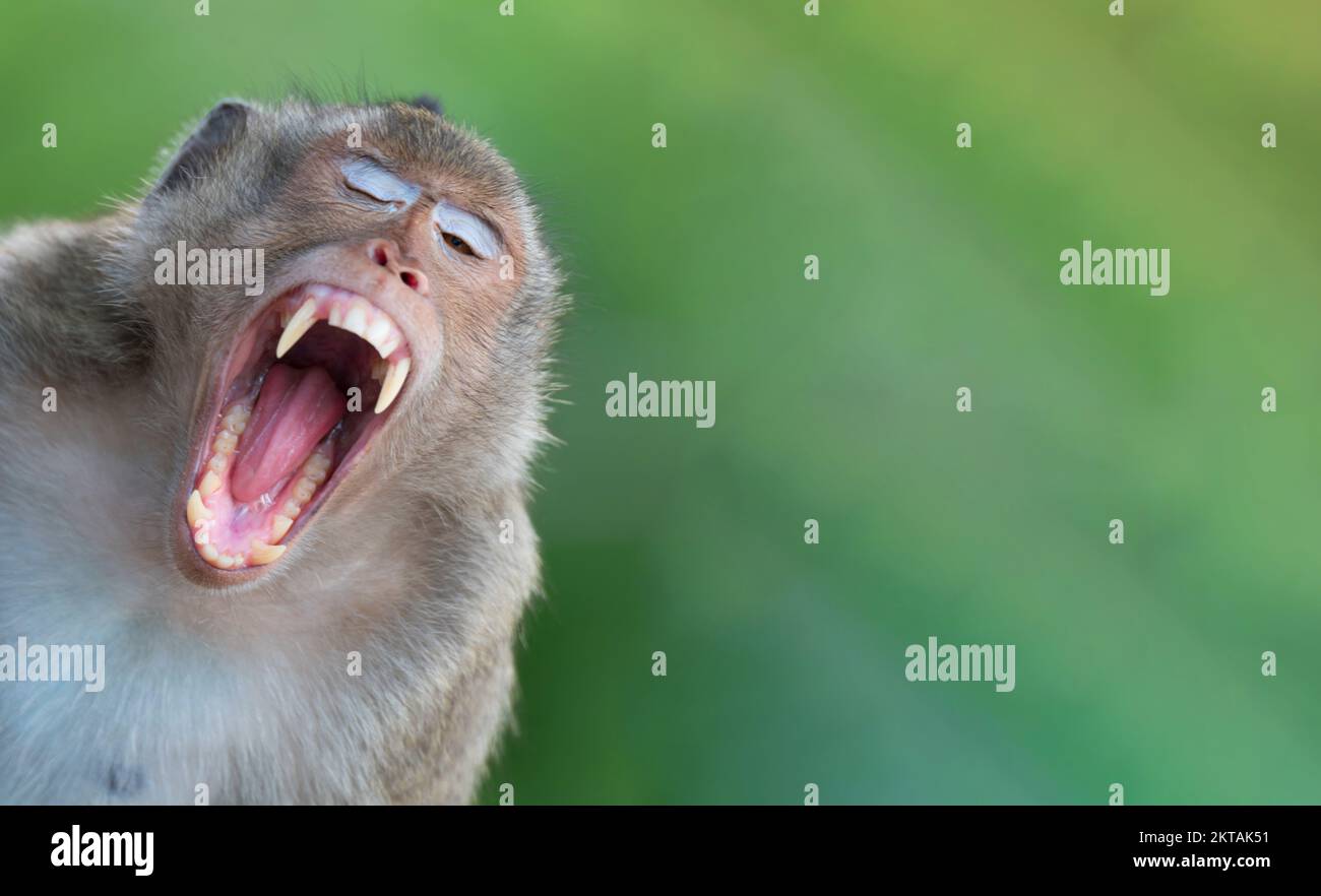 Asian Funny monkey yawning with its mouth wide open with teeth, canine ...