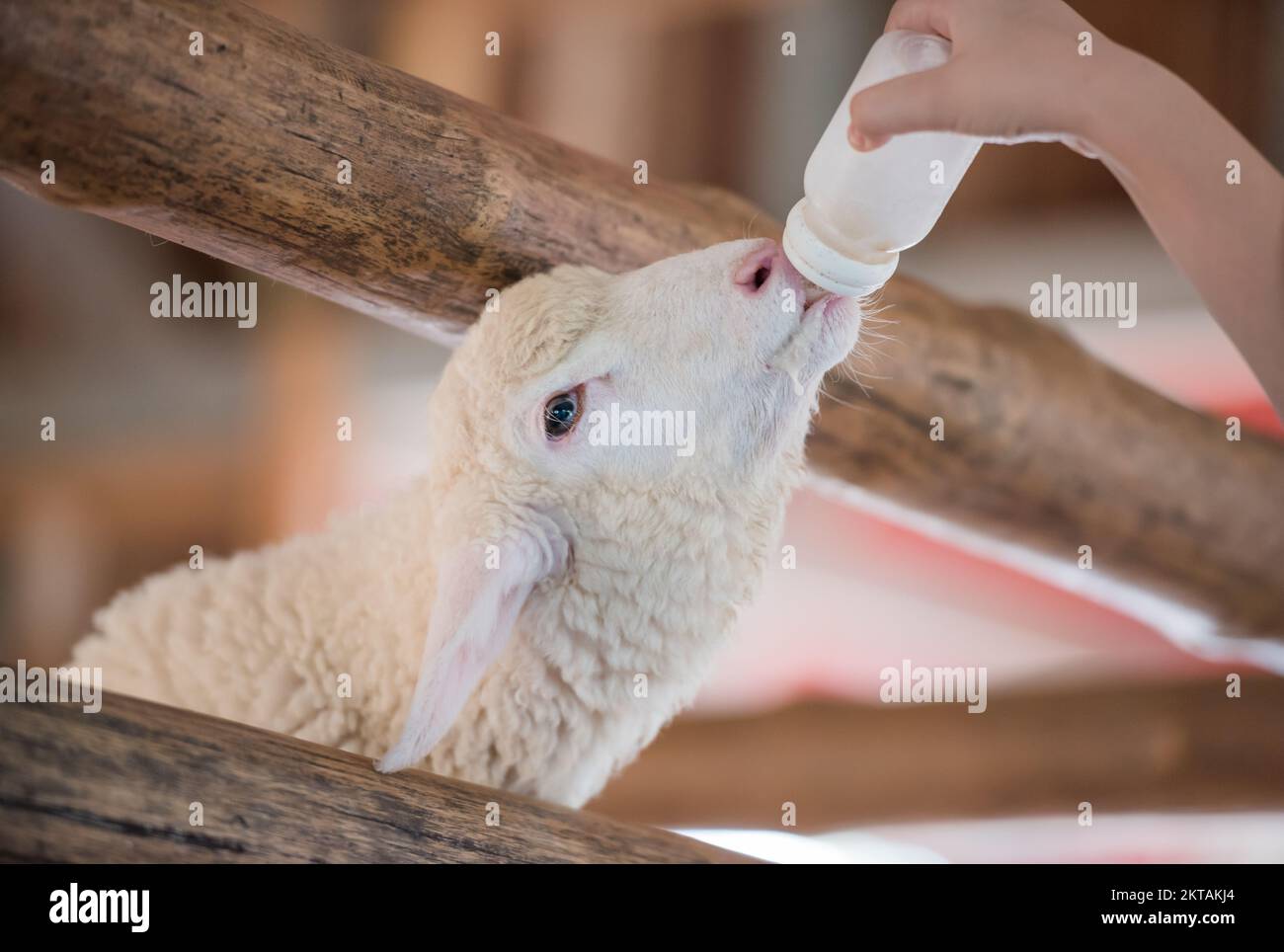 Cute baby sheep with feeding milk fed from milk bottle, activity in ...