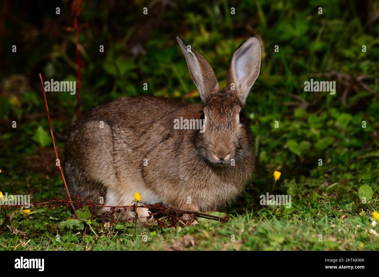 Oryctloagus cuniculus hi-res stock photography and images - Alamy