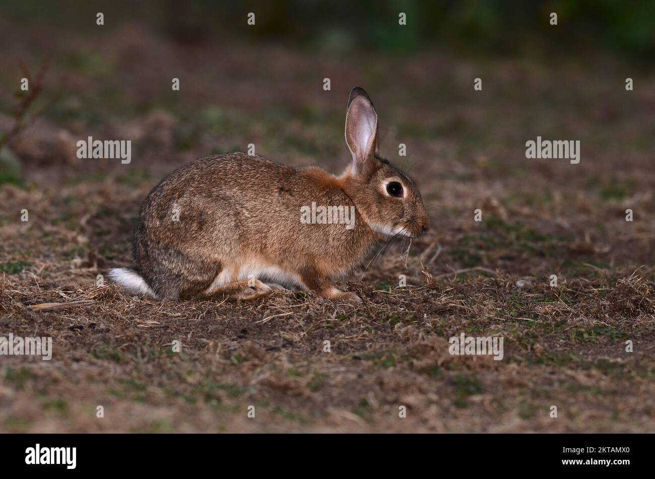 Rabbit oryctolagus cuniculus Stock Photo - Alamy