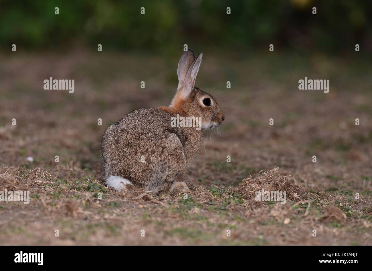 Oryctloagus cuniculus hi-res stock photography and images - Alamy