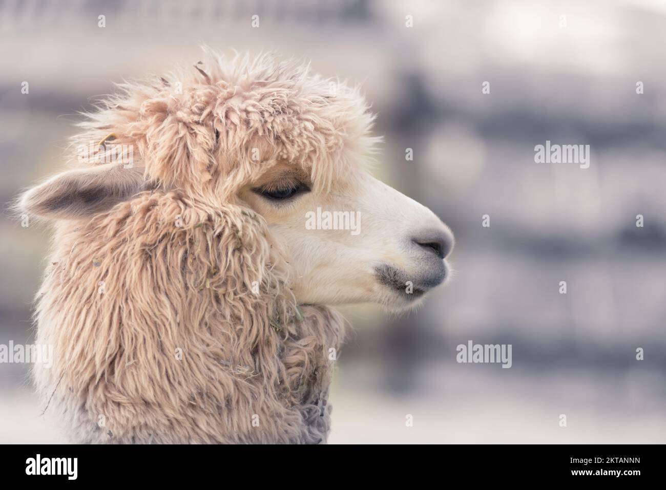 Cute Alpaca face in farm, focus on eyes, close-up with copy space Stock ...