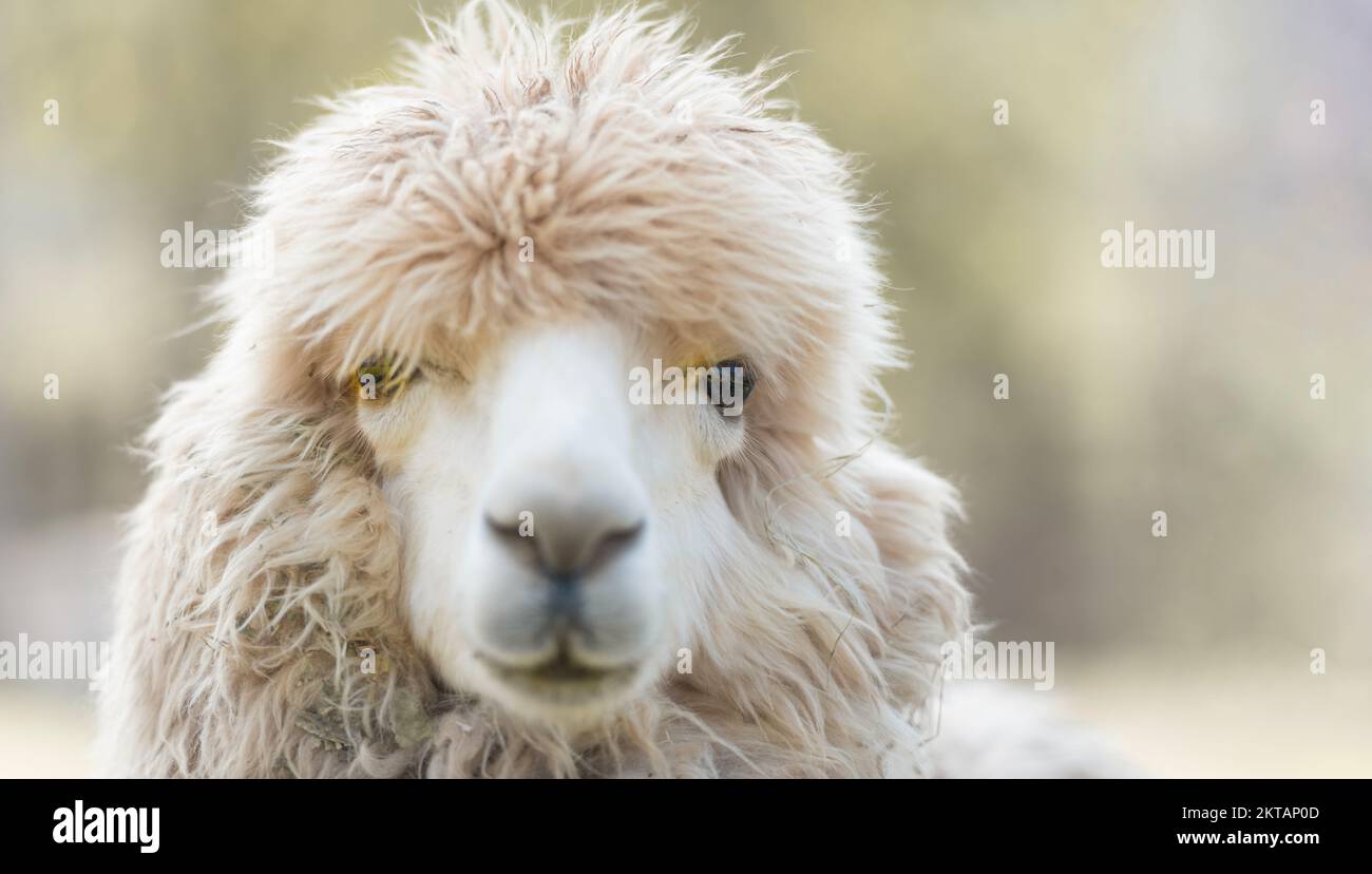 Cute Alpaca face in farm, focus on eyes, close-up with copy space Stock ...
