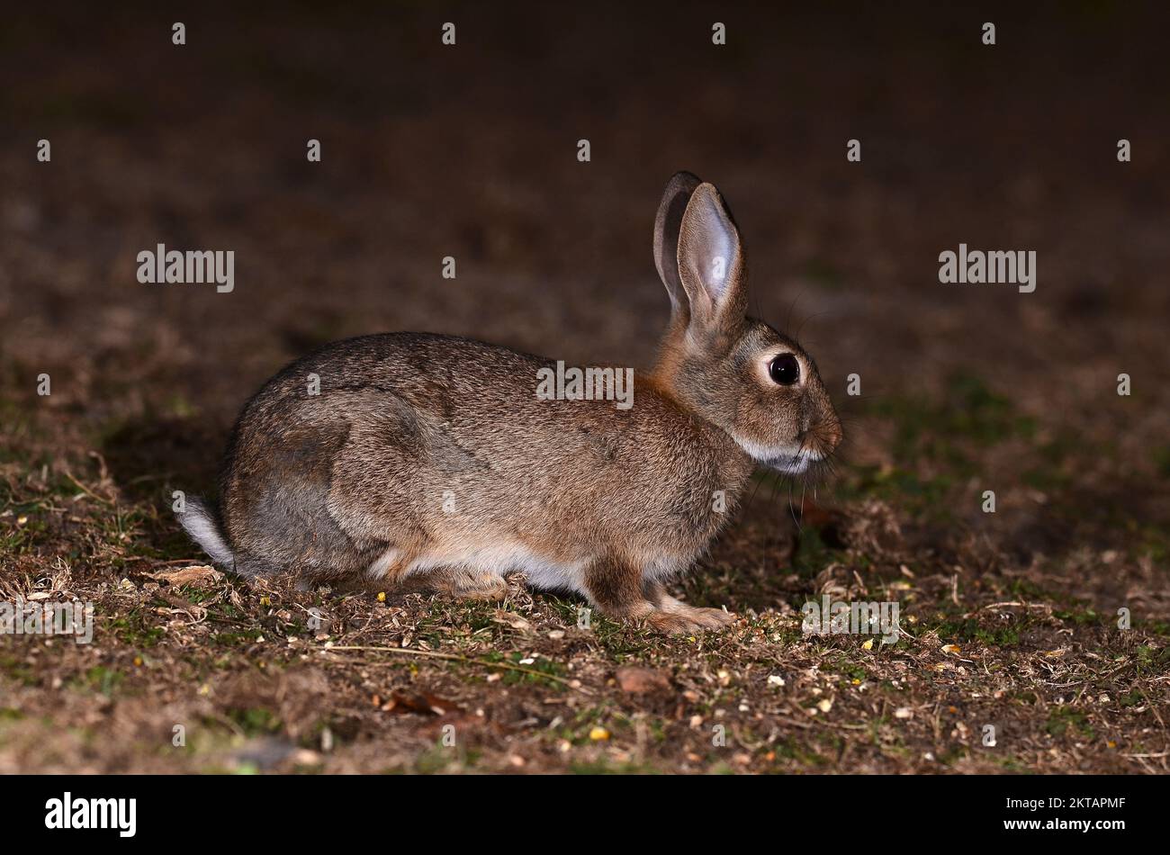 Oryctloagus cuniculus hi-res stock photography and images - Alamy
