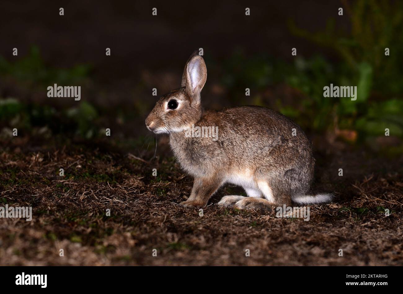 Oryctloagus cuniculus hi-res stock photography and images - Alamy