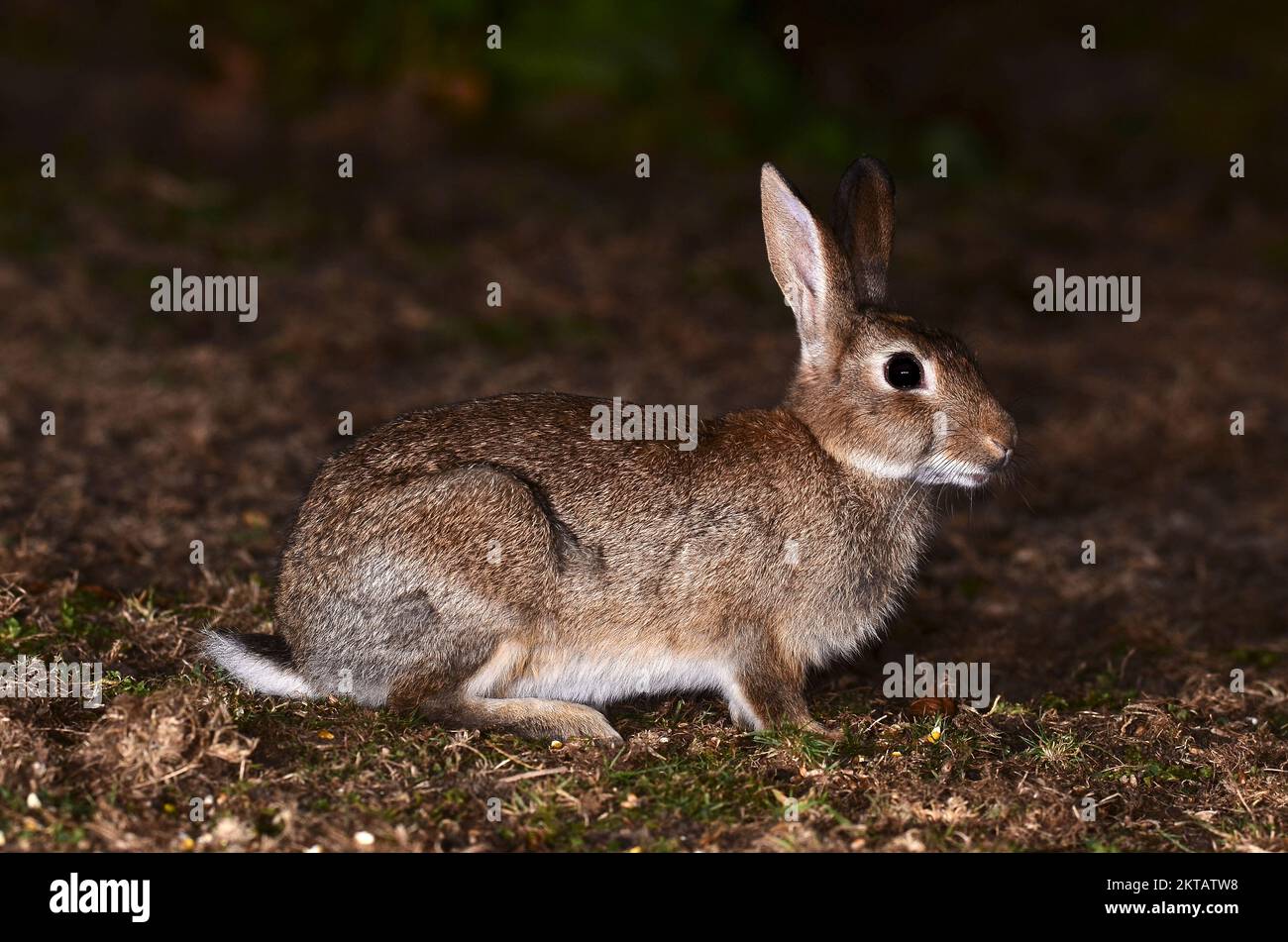 Oryctloagus cuniculus hi-res stock photography and images - Alamy