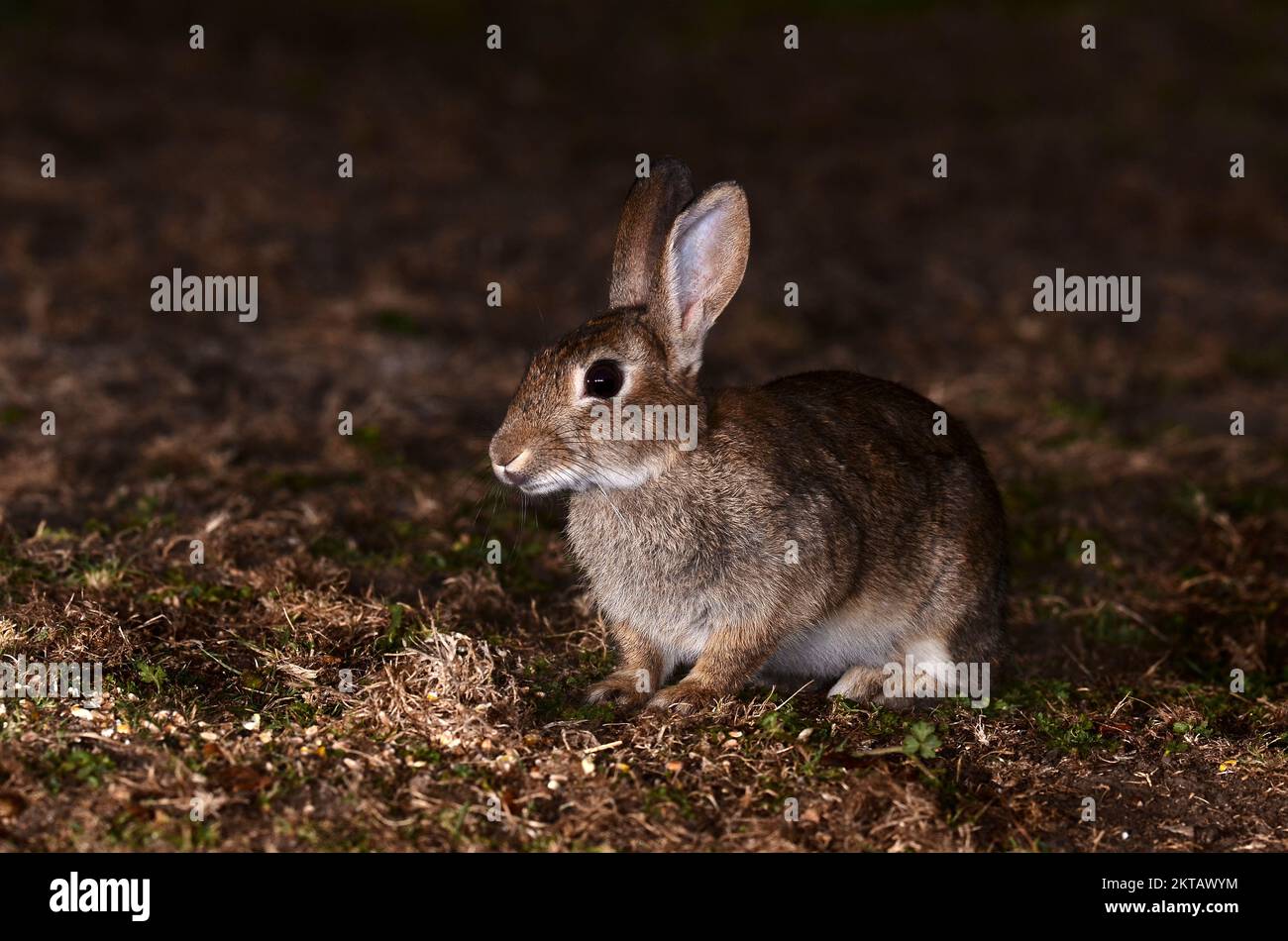 Oryctloagus cuniculus hi-res stock photography and images - Alamy