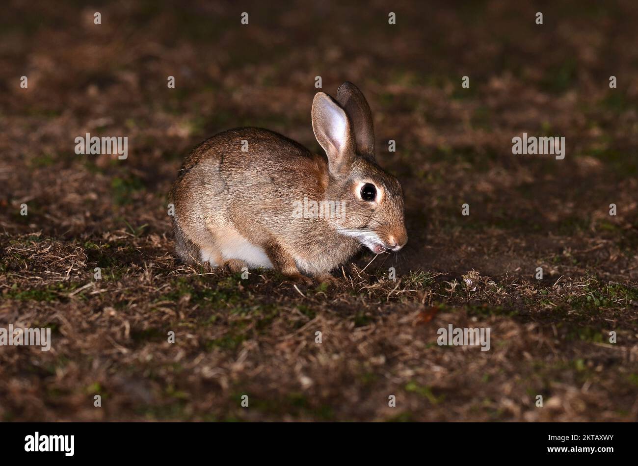 Oryctloagus cuniculus hi-res stock photography and images - Alamy