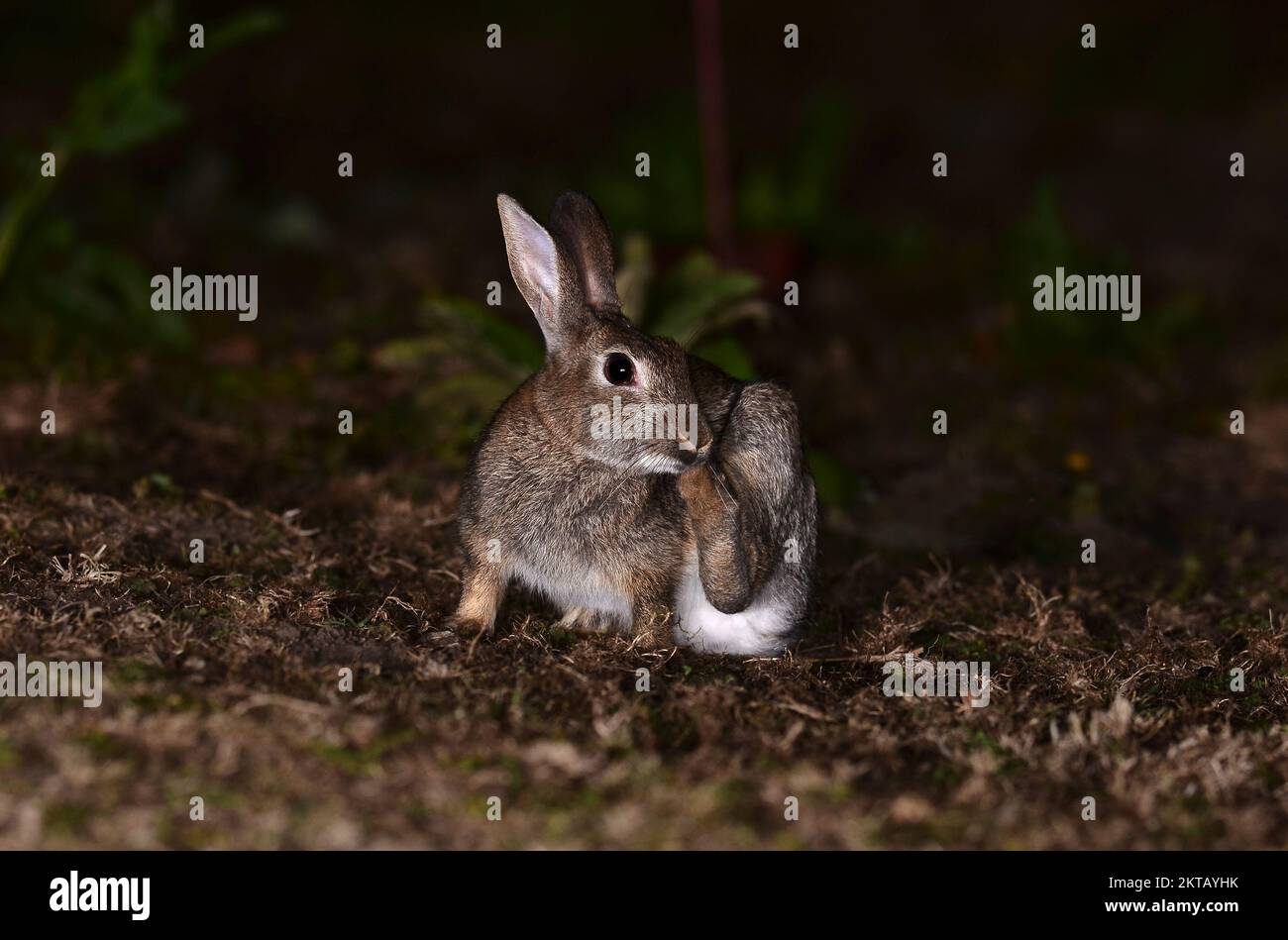 Oryctloagus cuniculus hi-res stock photography and images - Alamy