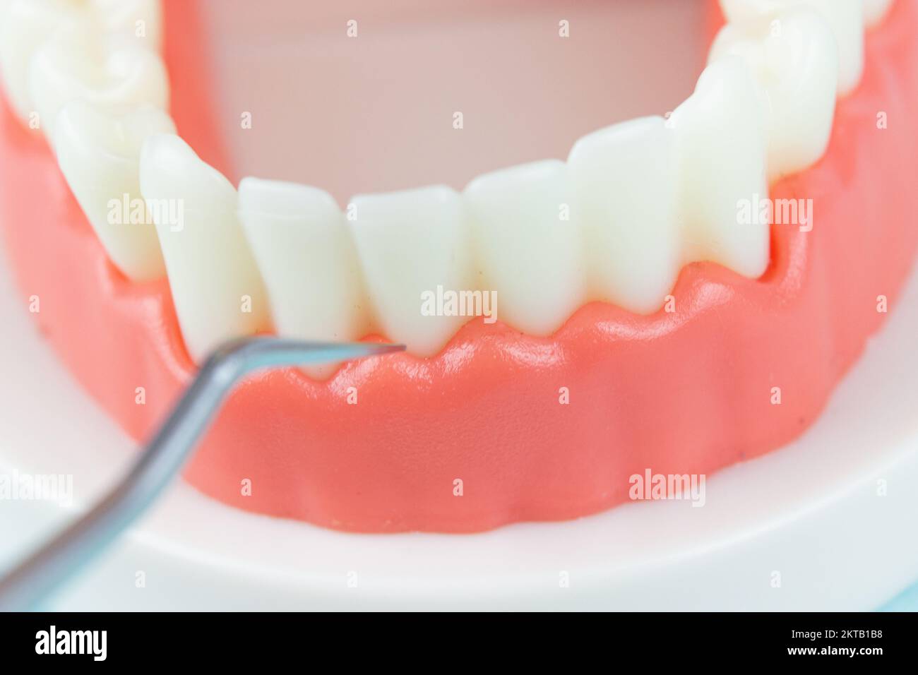 False teeth, jaws. Dentistry instruments and dental hygienist checkup ...