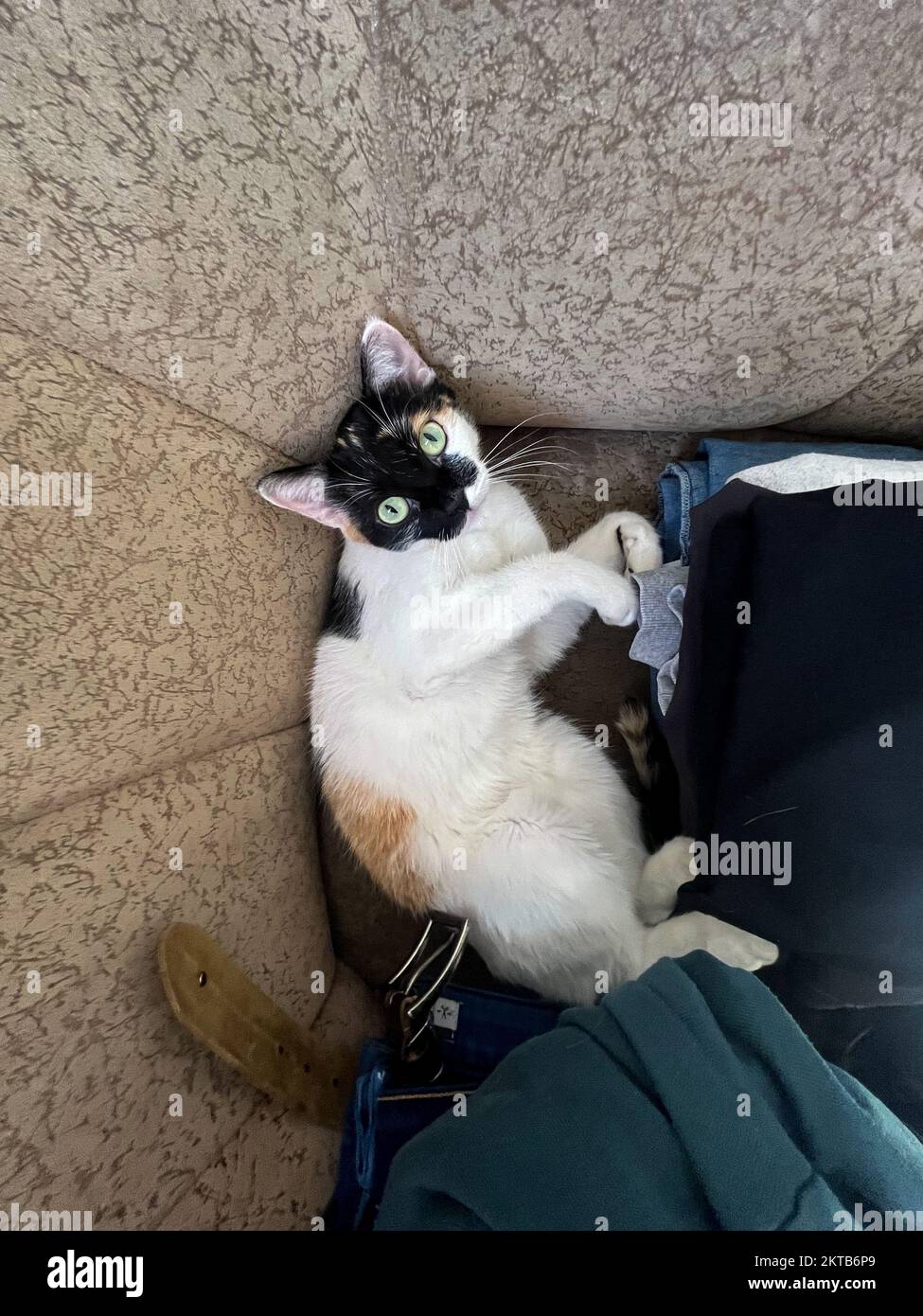 a cat is lying in the corner of the sofa Stock Photo - Alamy